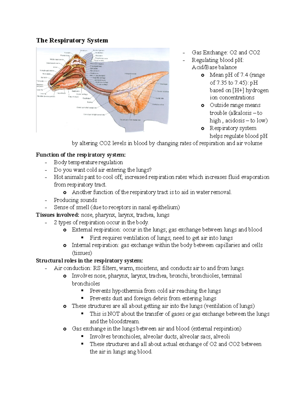 The Respiratory System - Air conduction and Air circulation - The ...