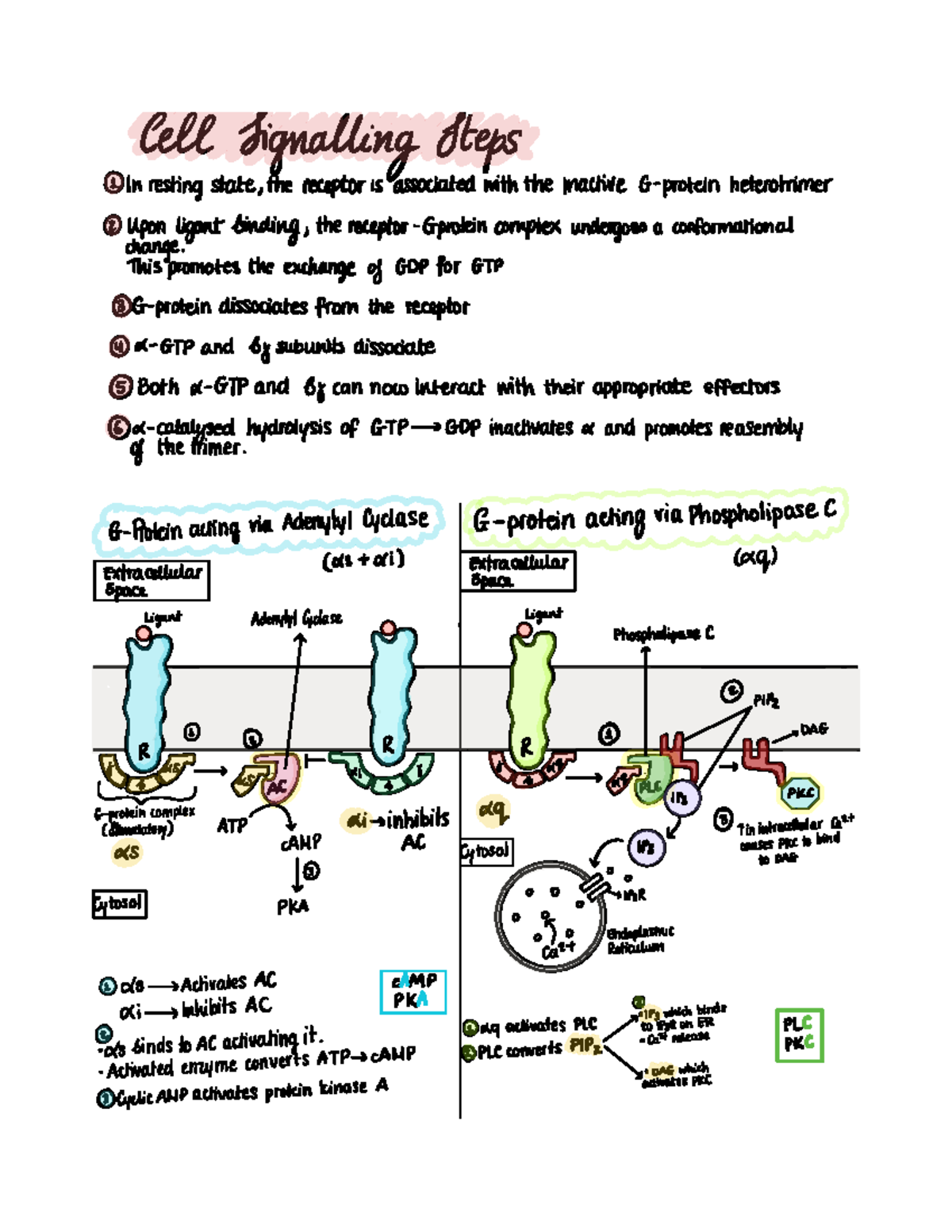 Cell Signalling Handout - Cell Signalling Steps In restingstate ...