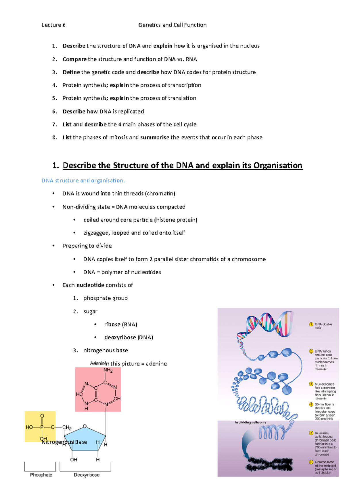 Describe the structure of DNA and explain how it is organised in the ...
