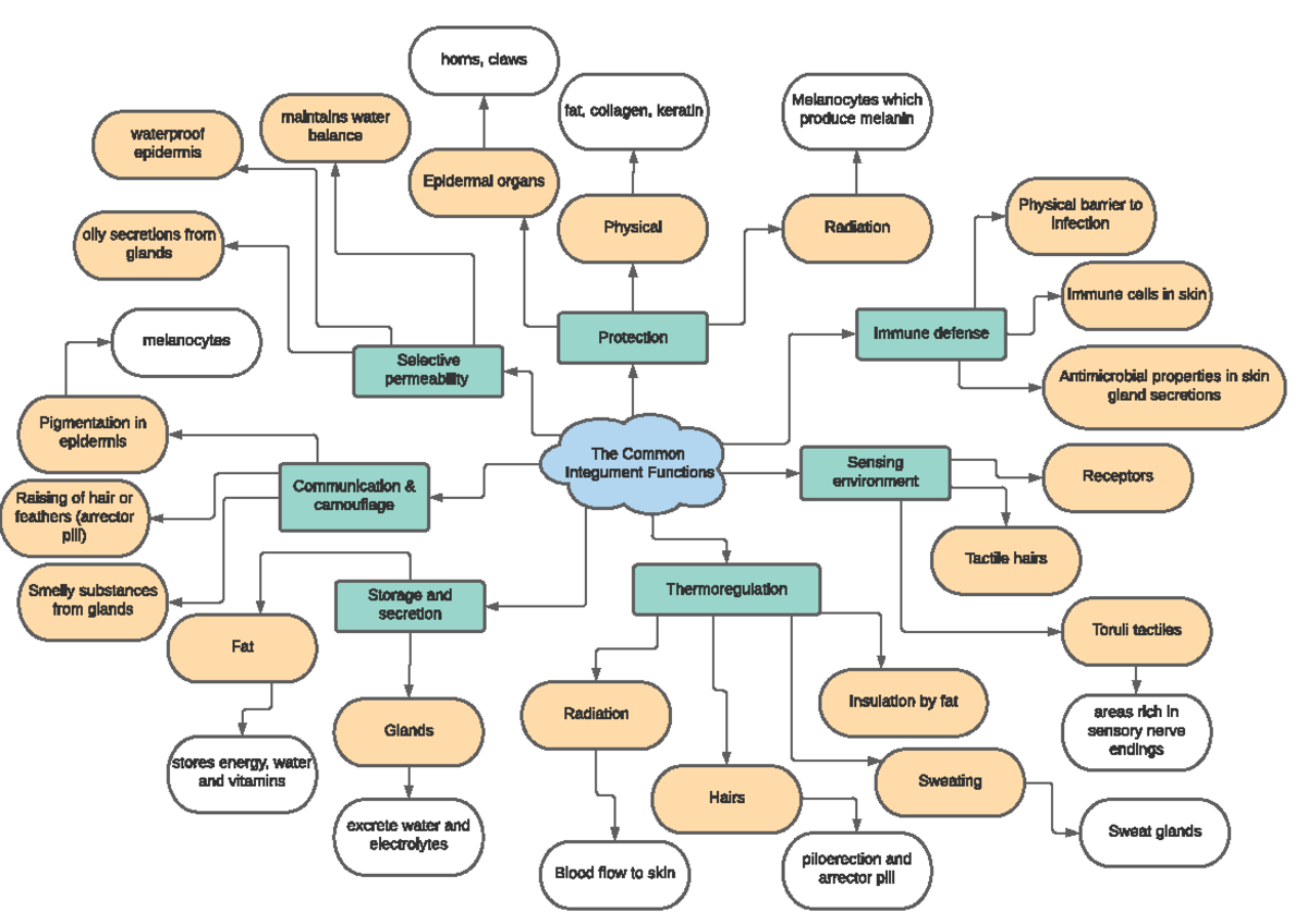 Functions of the common integument mindmap - The Common Integument Functions Protection Physical ...