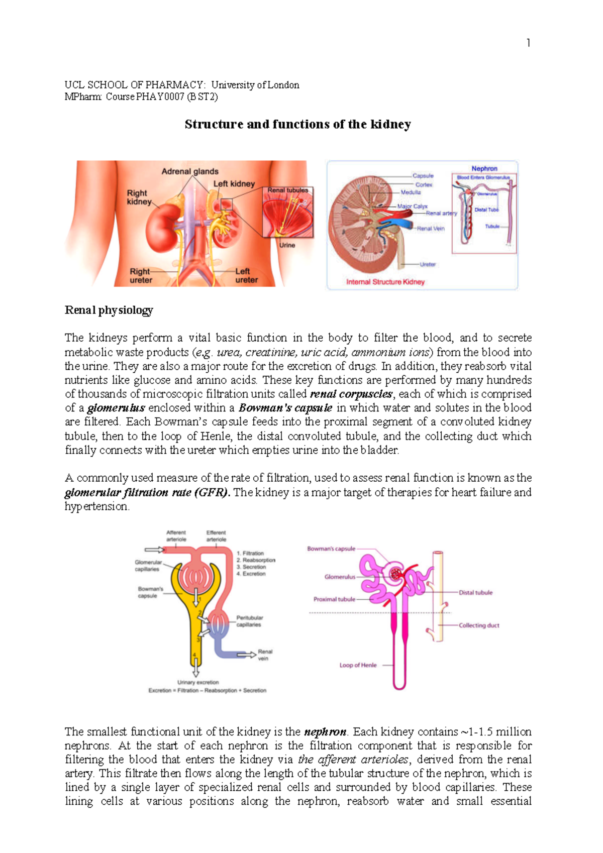 Structure and functions of the kidney 2020 Lecture notes - Copy - UCL ...
