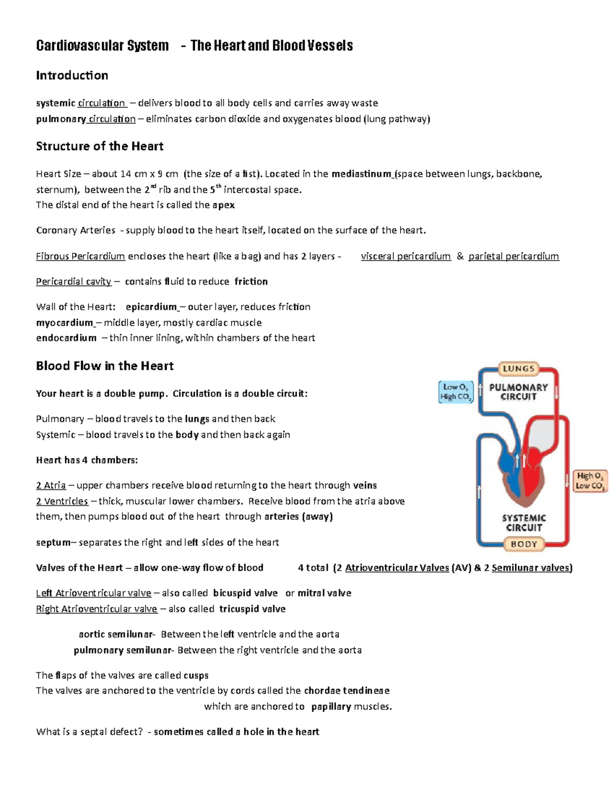 Ch 13 Notes Cardio Part 1 2 - Cardiovascular System - The Heart and ...