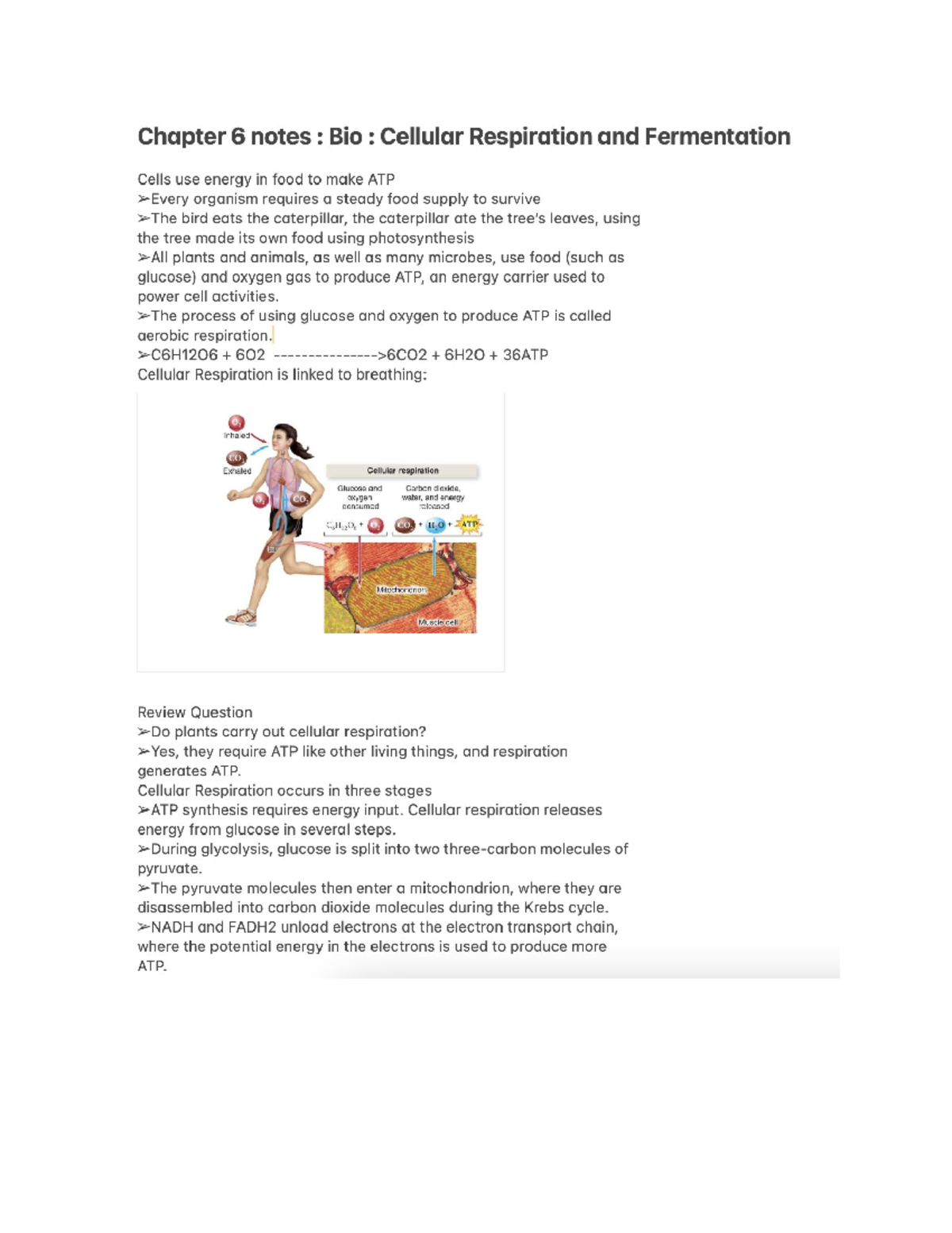 Chapter 6 notes - Chapter 6 notes : Bio : Cellular Respiration and ...