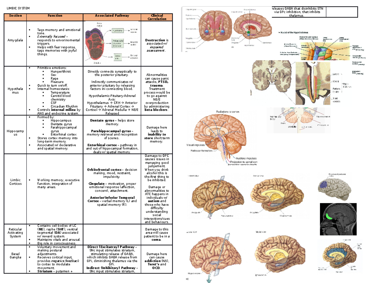 ANAT - Limbic System 20192020 - LIMBIC SYSTEM Section Function ...