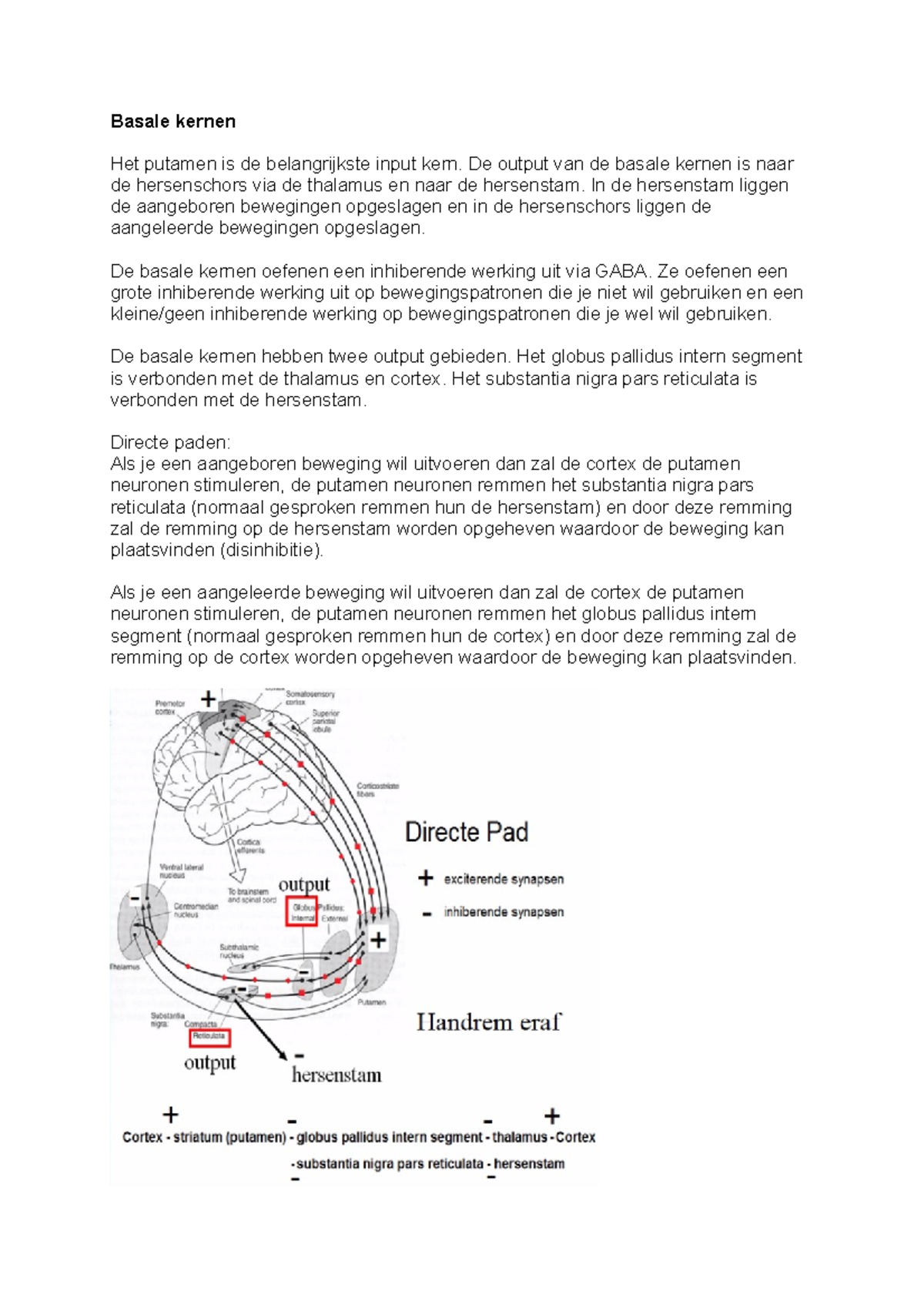 Basale kernen - De output van de basale kernen is naar de hersenschors ...