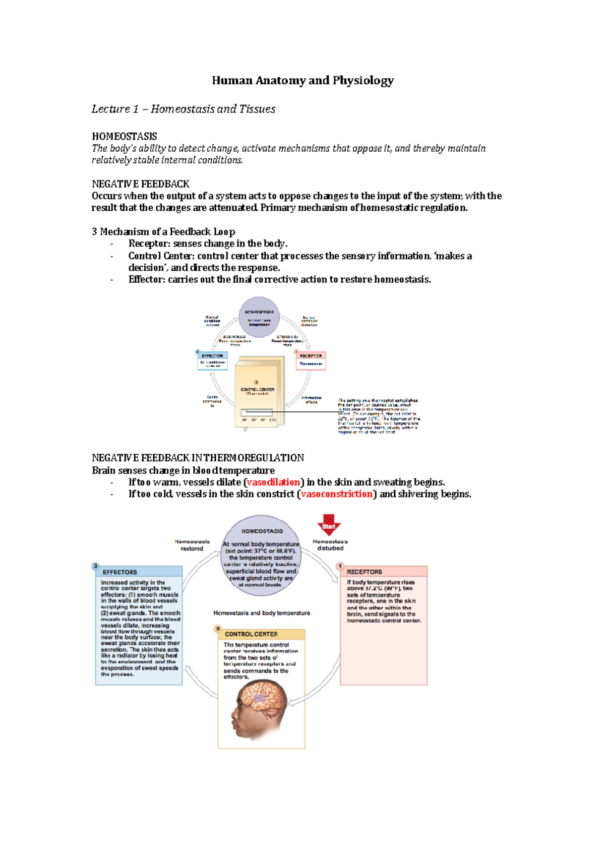 Human Anatomy and Physiology Lecture Notes - 091400 - Studocu