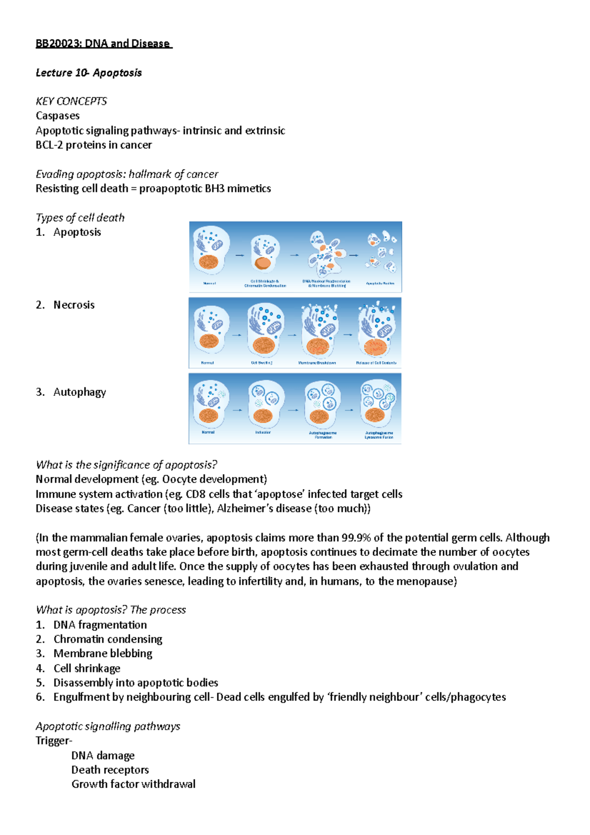 BB20023- Apoptosis - BB20023: DNA and Disease Lecture 10- Apoptosis KEY ...