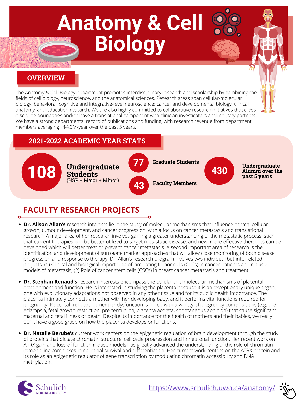 Anatomy and Cell Biology - OVERVIEW The Anatomy & Cell Biology ...