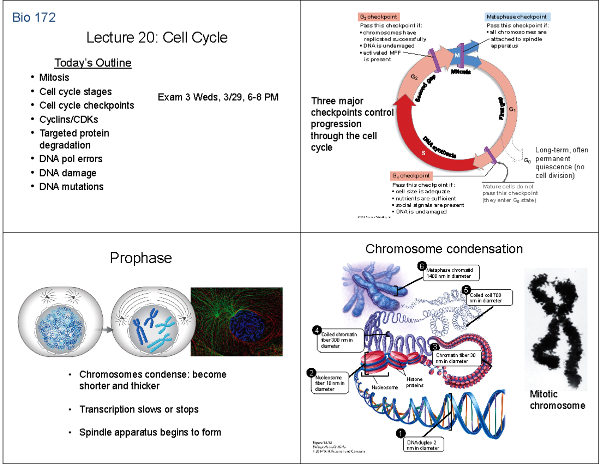 Lecture 20: Cell Cycle - Today’s Outline Mitosis Cell cycle stages Cell ...