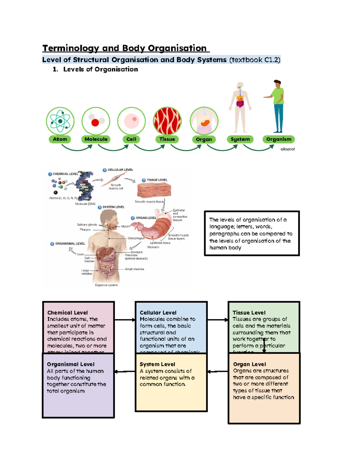 Terminology and Body Organisation - Levels of Organisation The levels ...