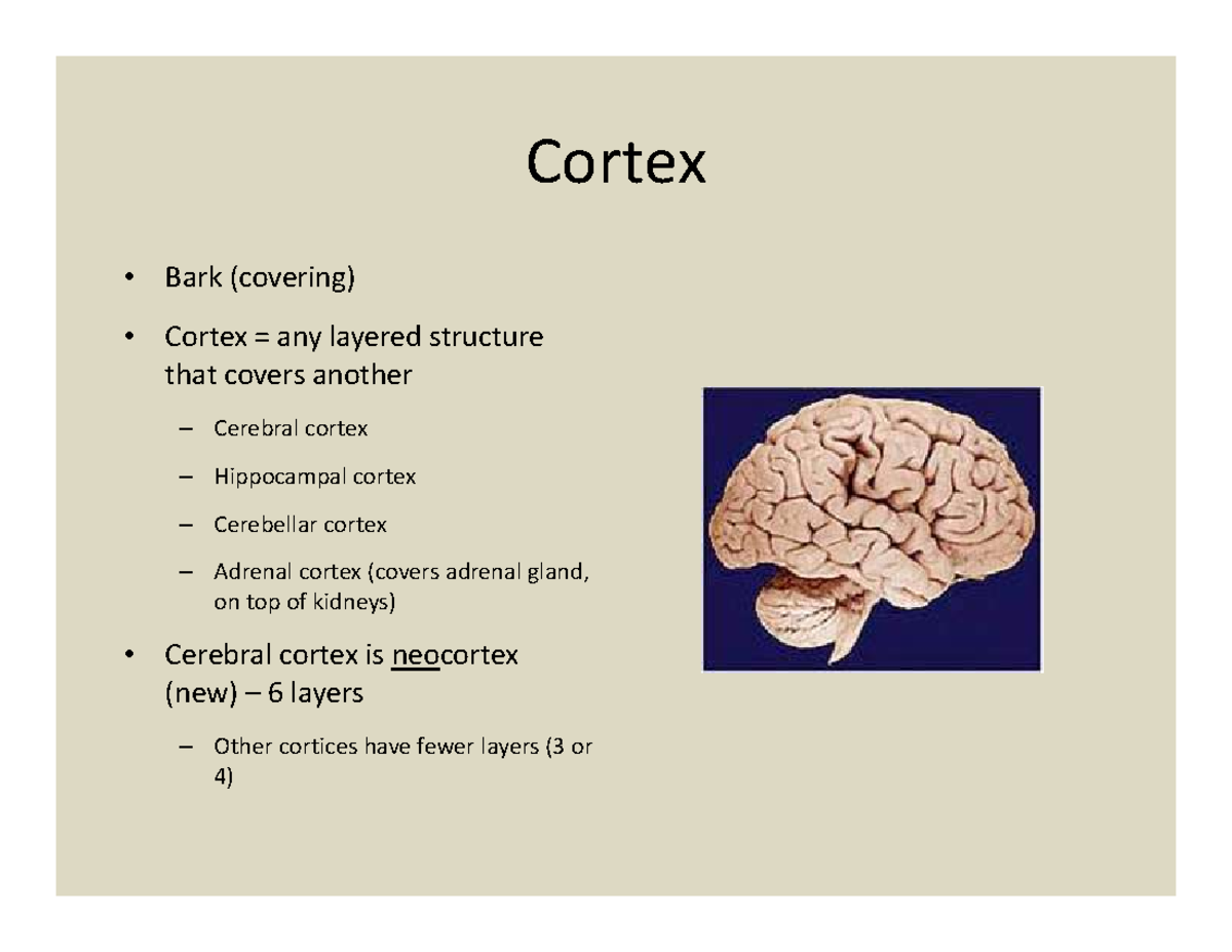2 - Lecture notes 4 - Cortex Bark (covering) Cortex = any layered ...