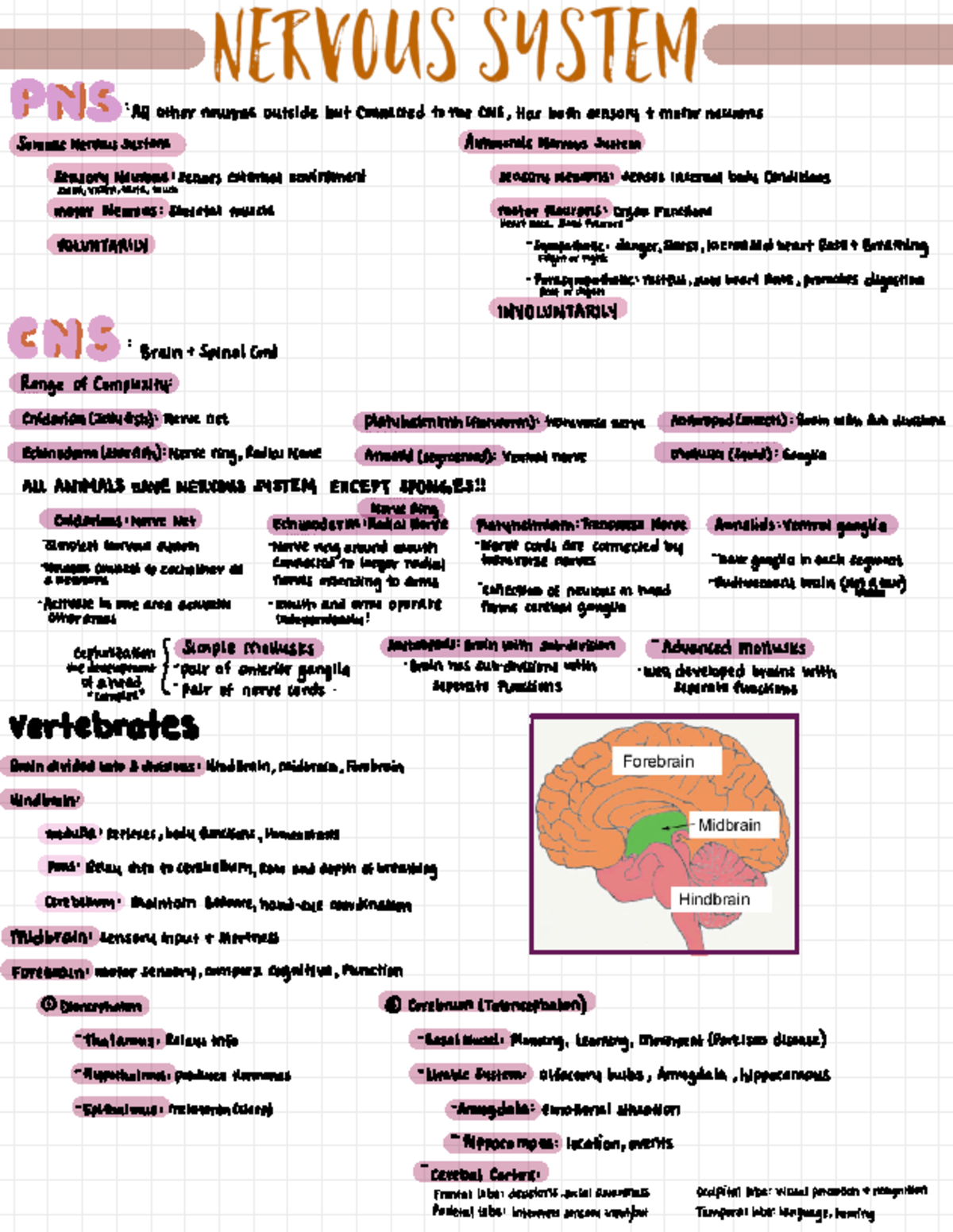 Nervous System pt1 - Catherine McEntee Bio 1001 Class chapter summary ...