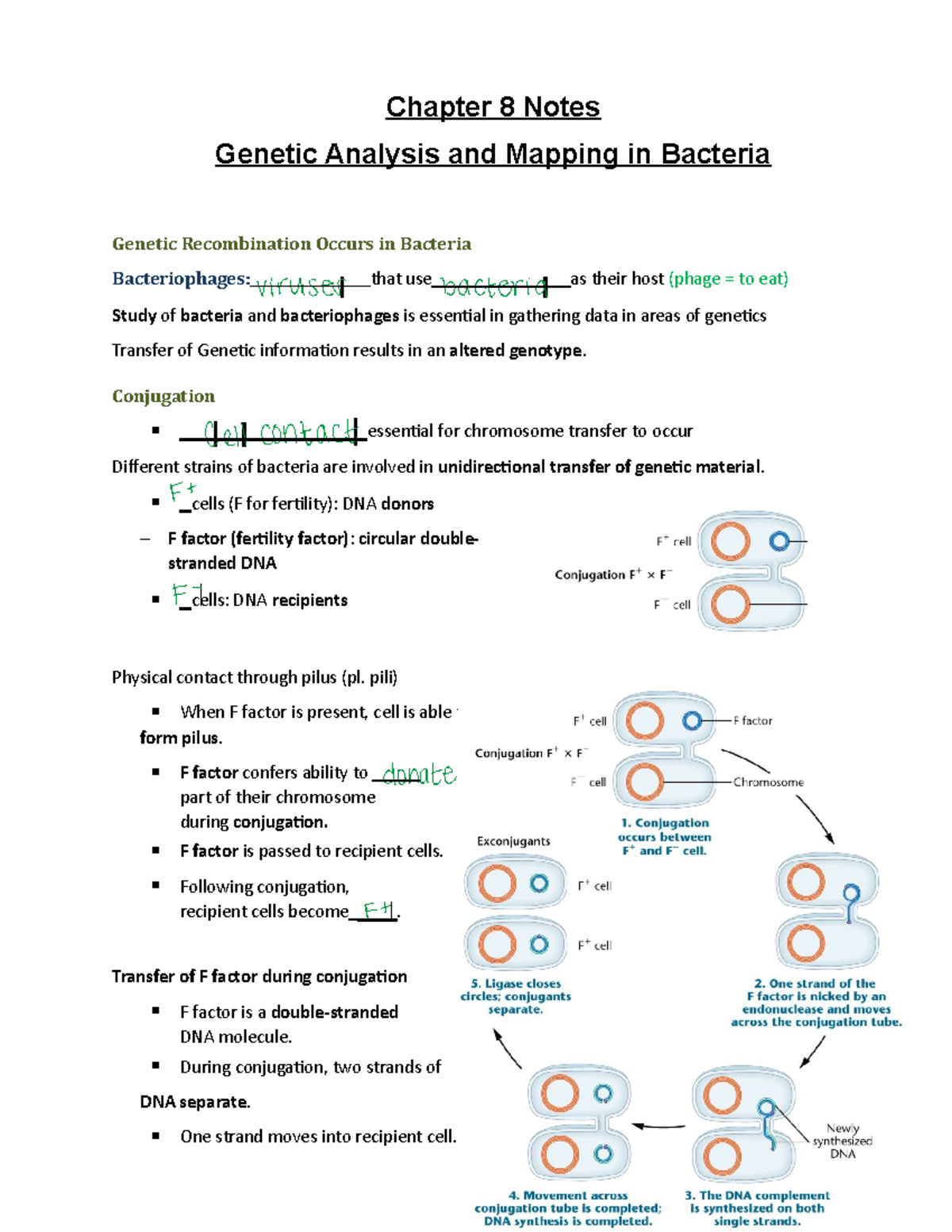 Chapter 8 Notes - Genetic Analysis and Mapping in Bacteria - Chapter 8 ...