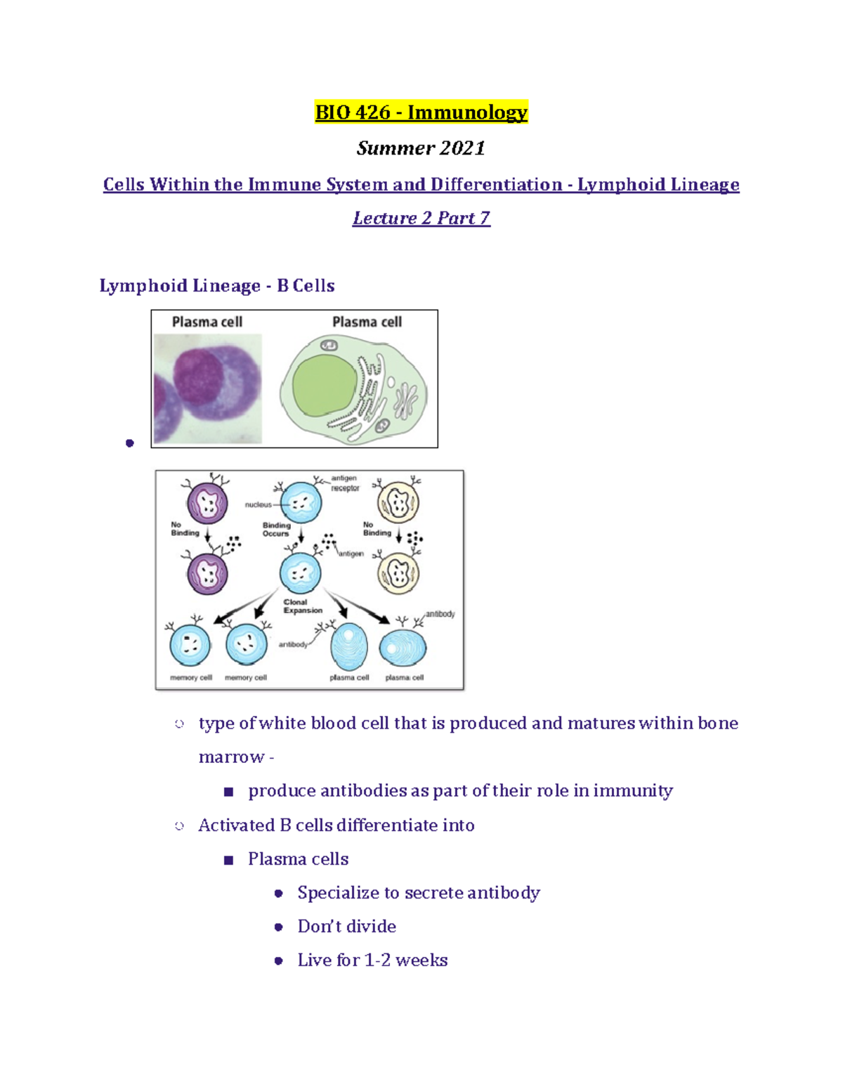 BIO 426 Lecture 2 Part 7 - Summer 2021 - BIO 426 - Immunology Summer 2021 Cells Within the ...