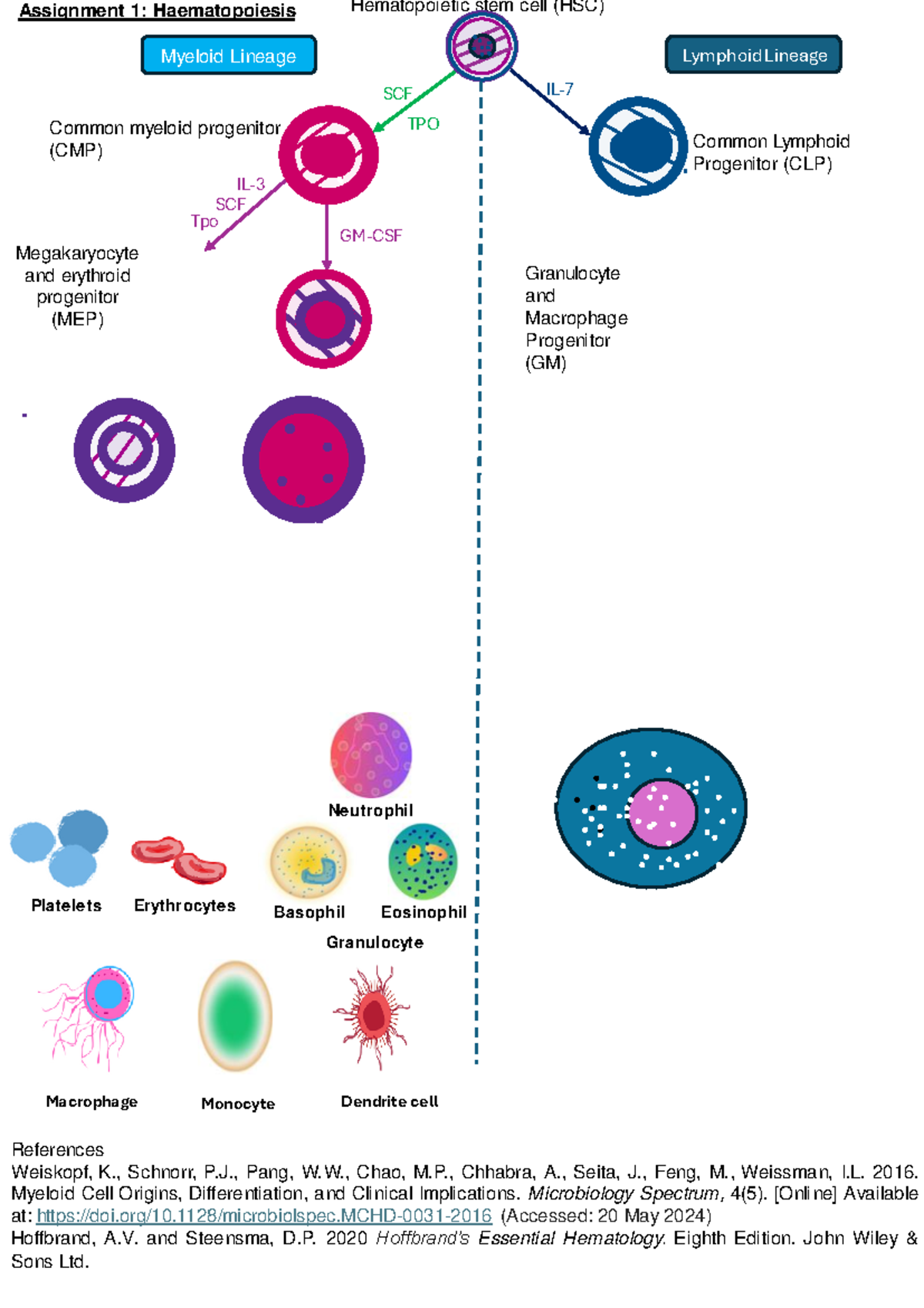 Haematopoiesis Schla Assignment 1 - Assignment 1: Haematopoiesis ...