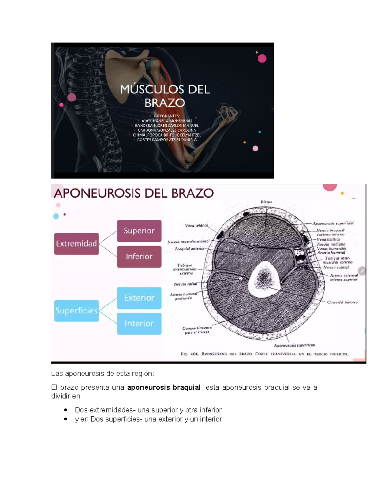 Anatomía- músculos del brazo - Las aponeurosis de esta región: El brazo ...