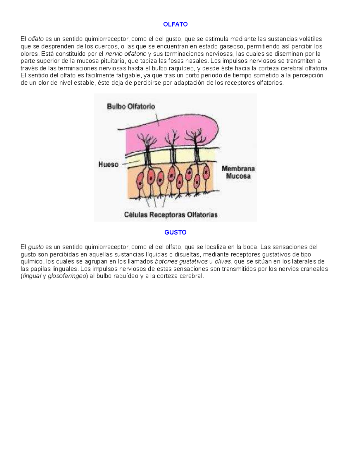 Taller Organos DE LOS Sentidos - 2 - OLFATO El olfato es un sentido ...