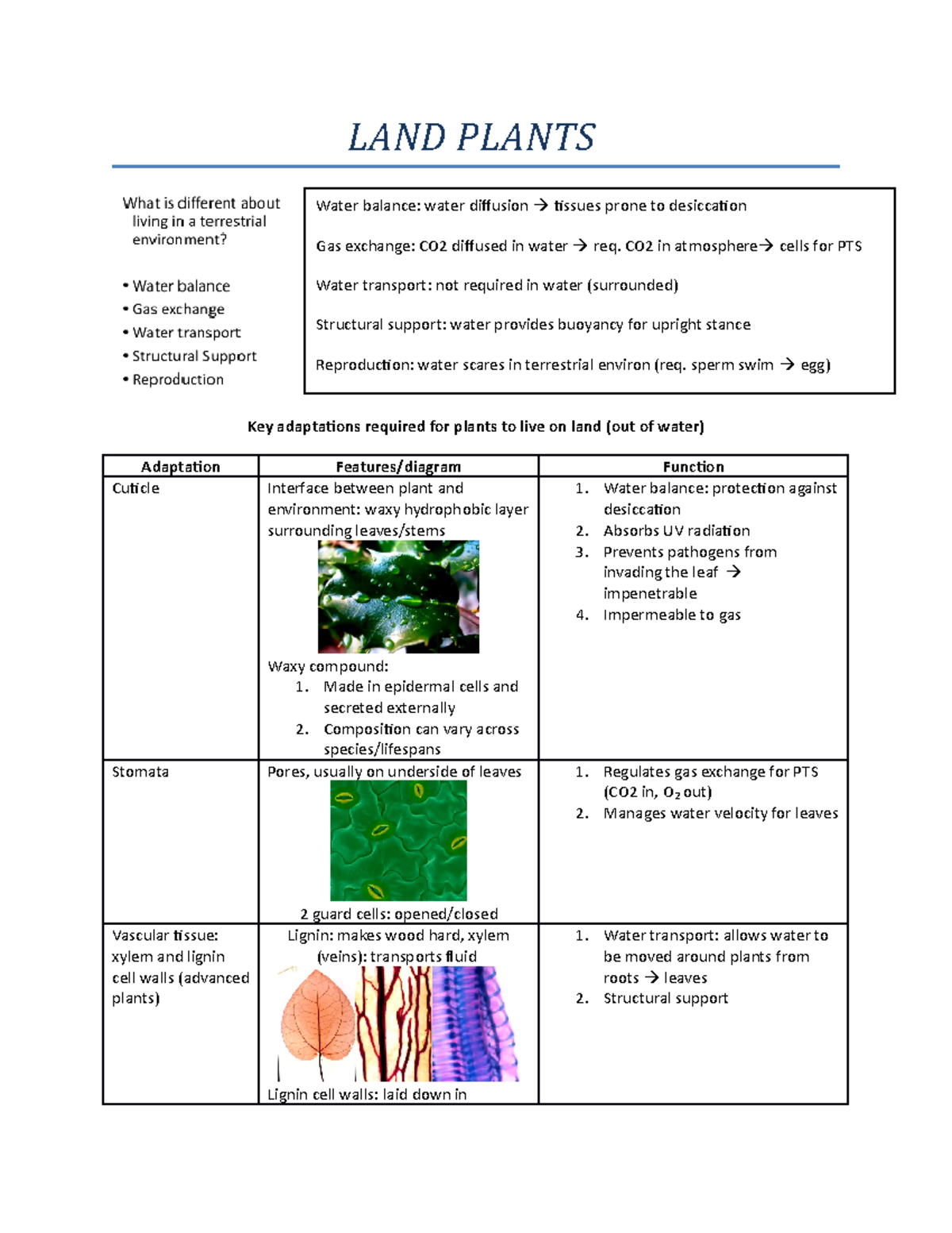 LAND Plants - LAND PLANTS Key adaptations required for plants to live ...