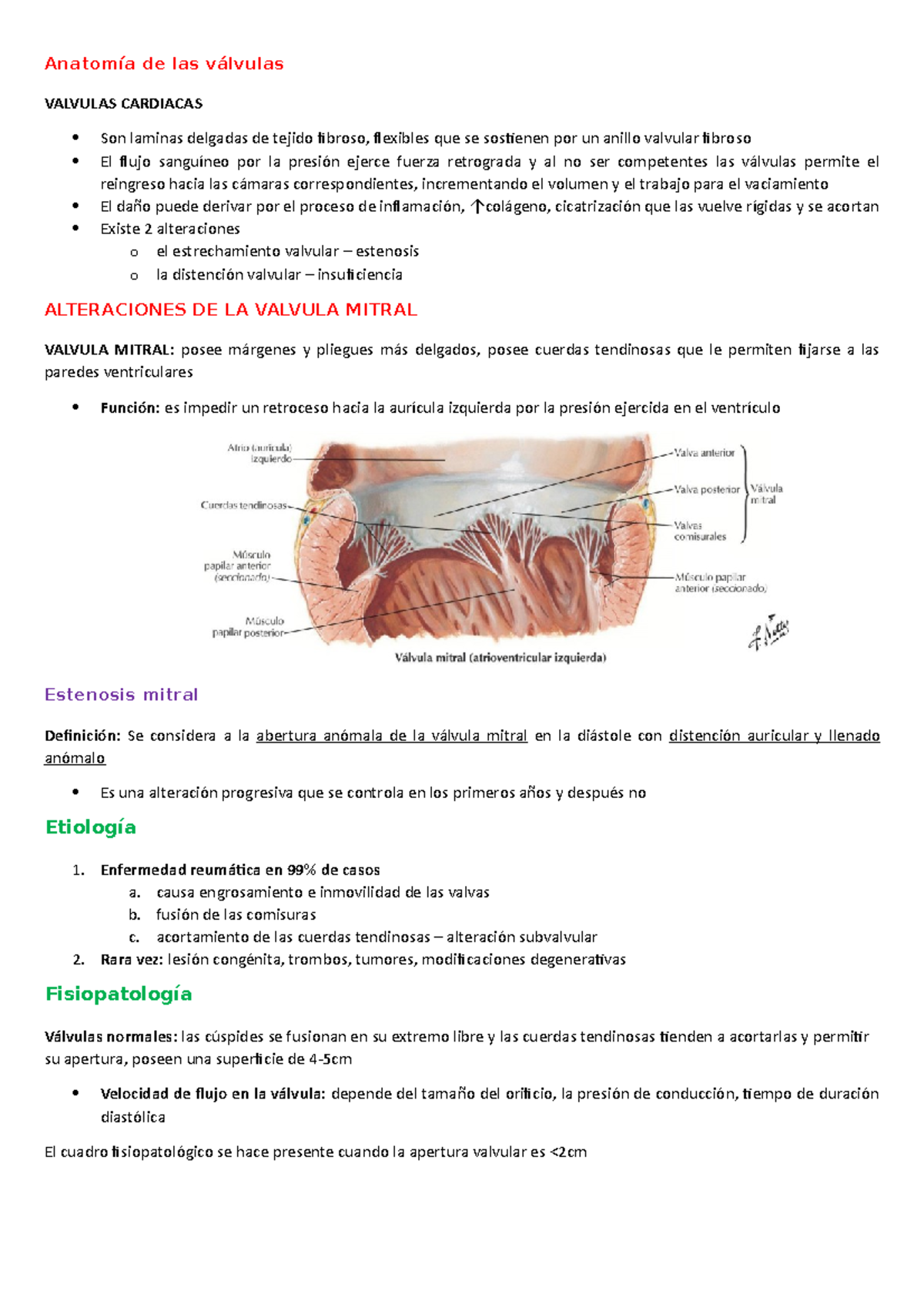4. Valvulopatia Mitral - Anatomía de las válvulas VALVULAS CARDIACAS ...