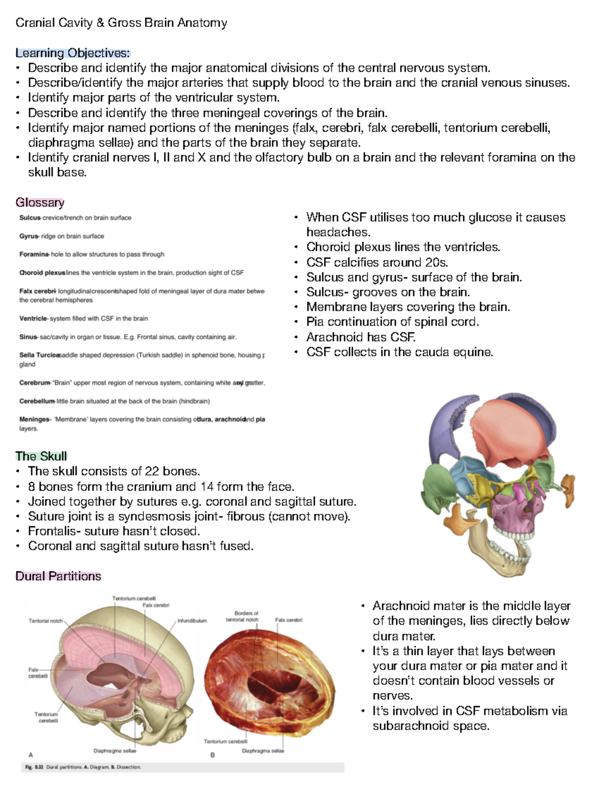 Cranial Cavity & Gross Brain Anatomy - Cranial Cavity & Gross Brain ...