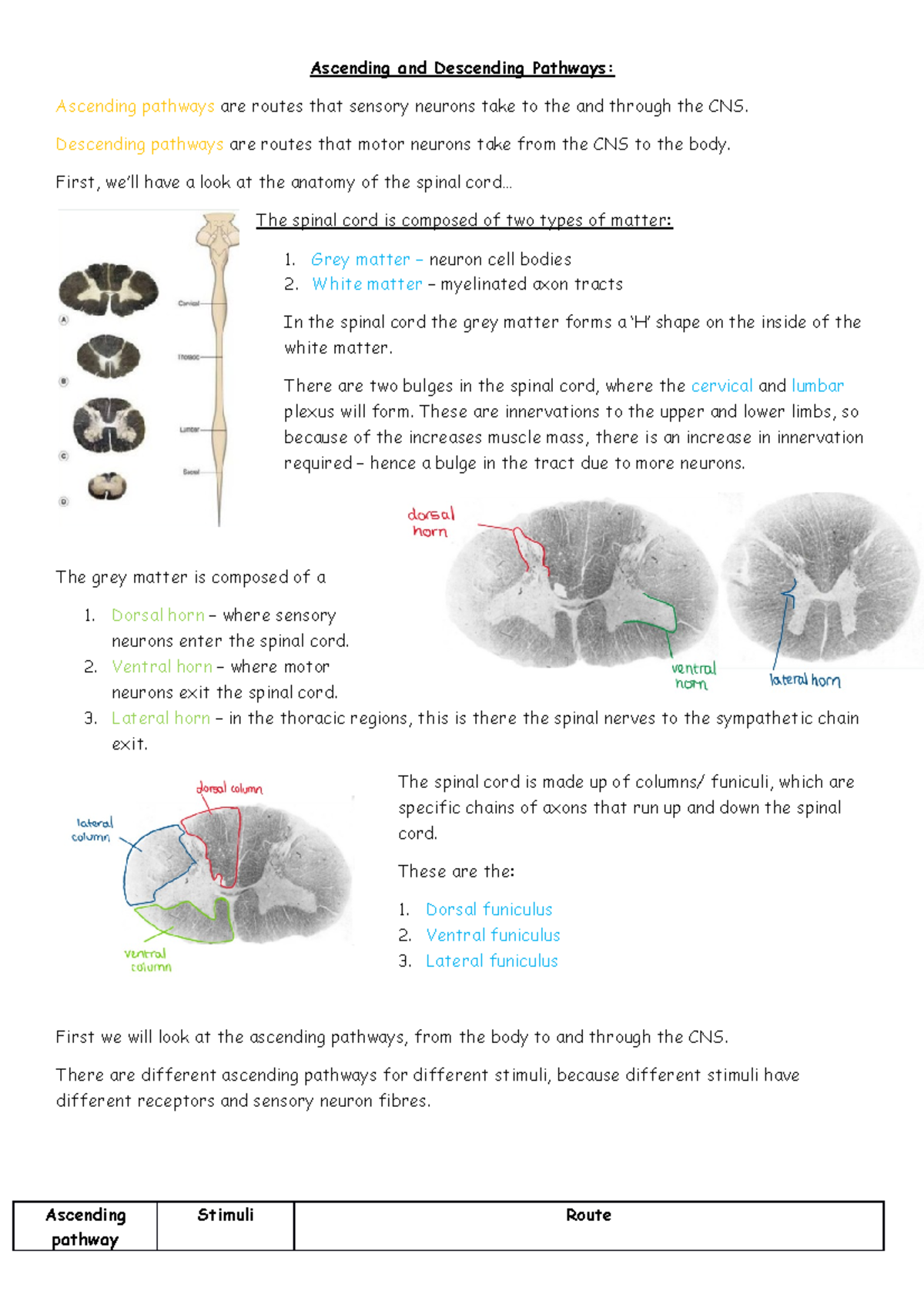 Ascending and Descending Pathways - Ascending and Descending Pathways ...