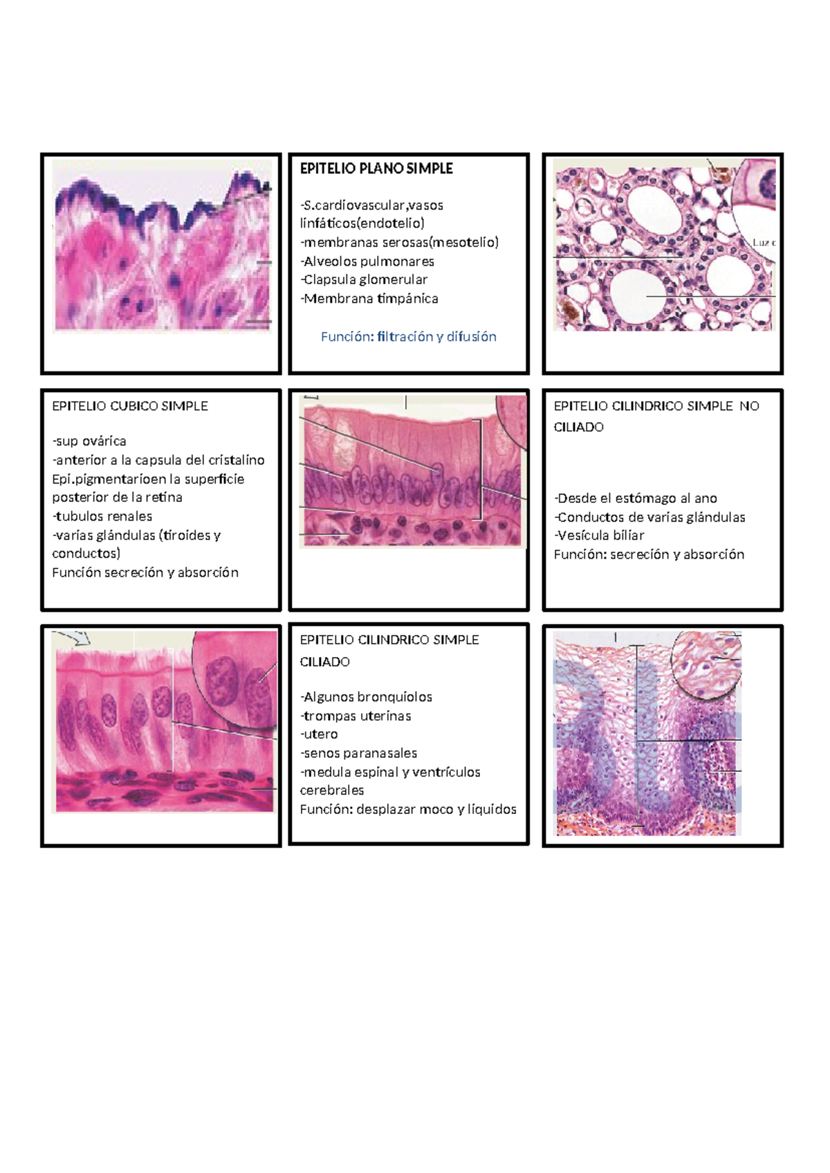 Imagenes tejidos - EPITELIO PLANO SIMPLE -S,vasos linfáticos(endotelio) -membranas - Studocu