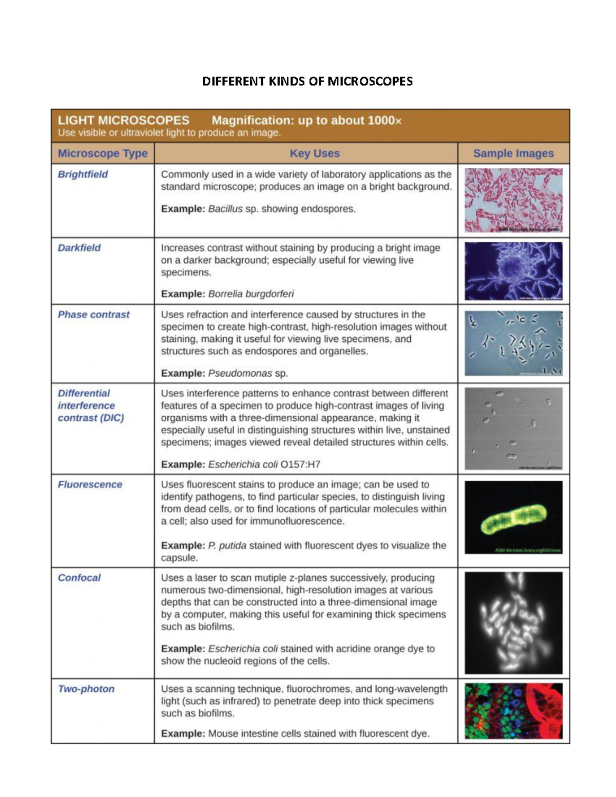 Different Kinds OF Microscopes - Bs biology - DIFFERENT KINDS OF MICROSCOPES - Studocu