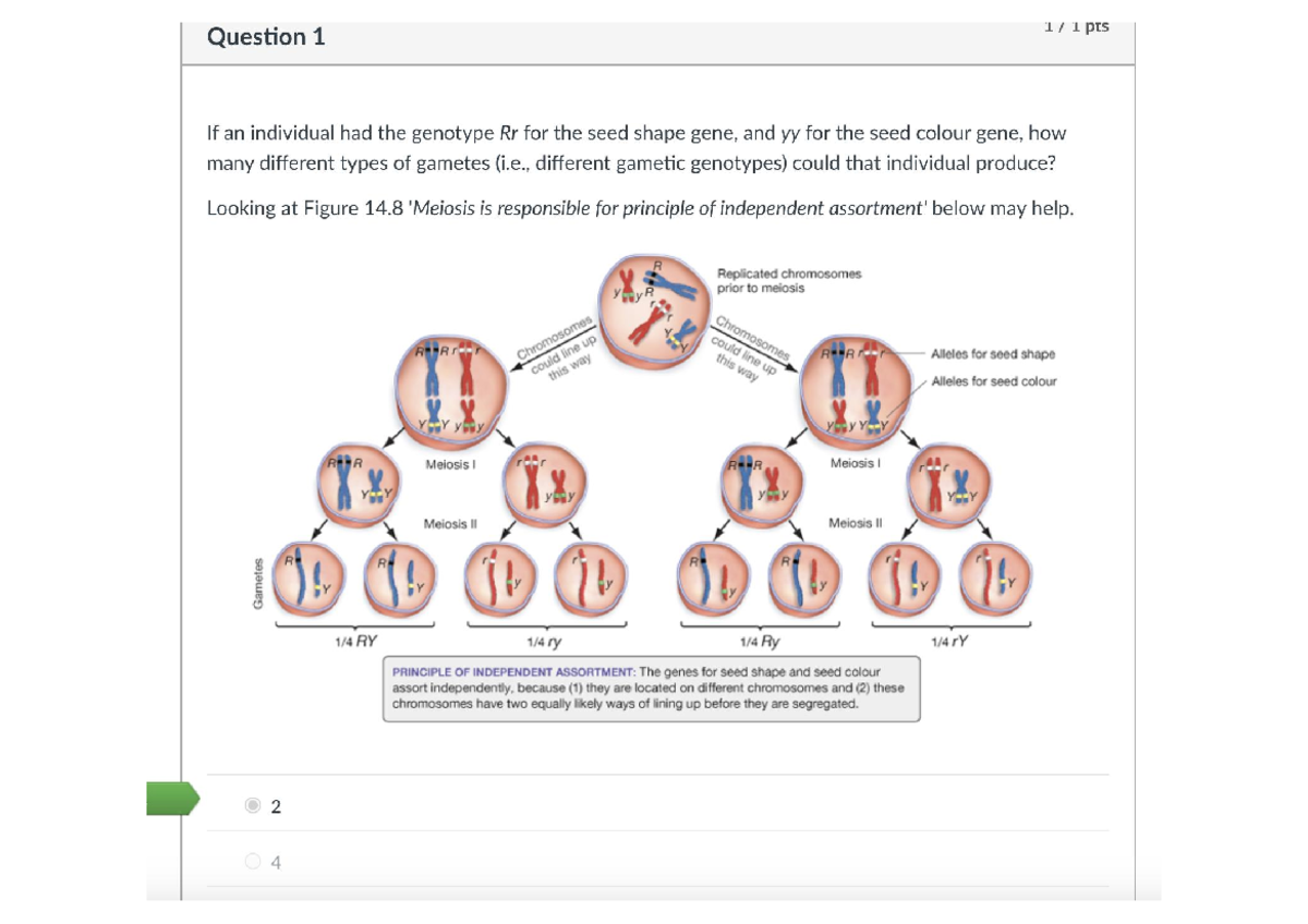 Quiz 3 - Inheritance of Traits (Mendel & the Gene) - Question 1 1 1 pts ...