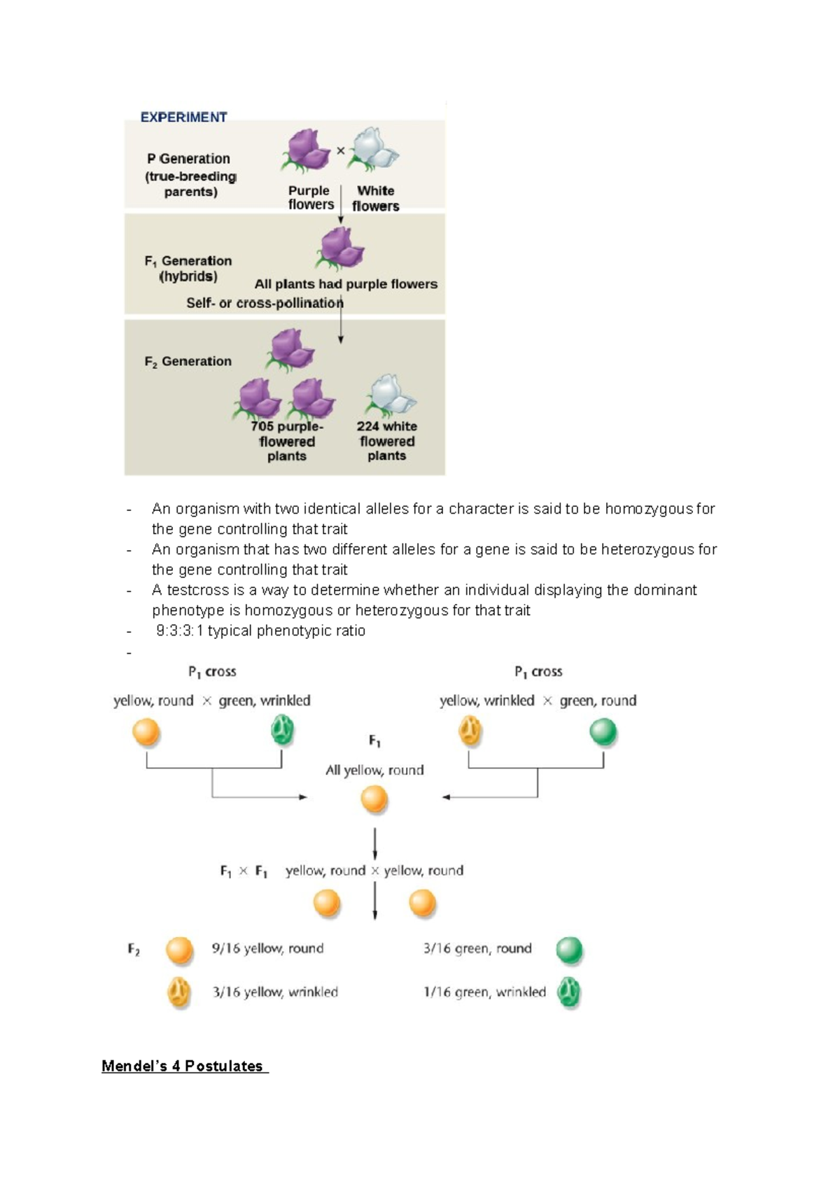 Lecture 1 - Mendelian Genetics - An organism with two identical alleles ...