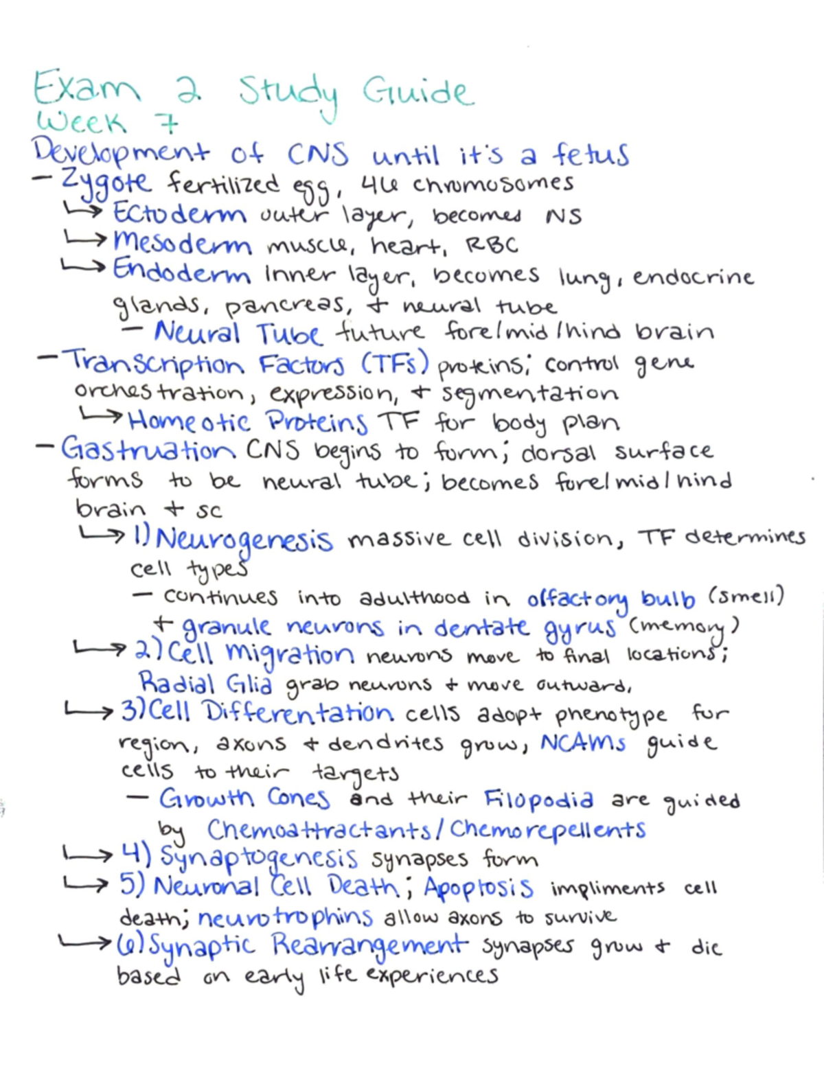 Exam 2 part 1 - exam review - NS Exam a Study Guide Week 7 Development ...