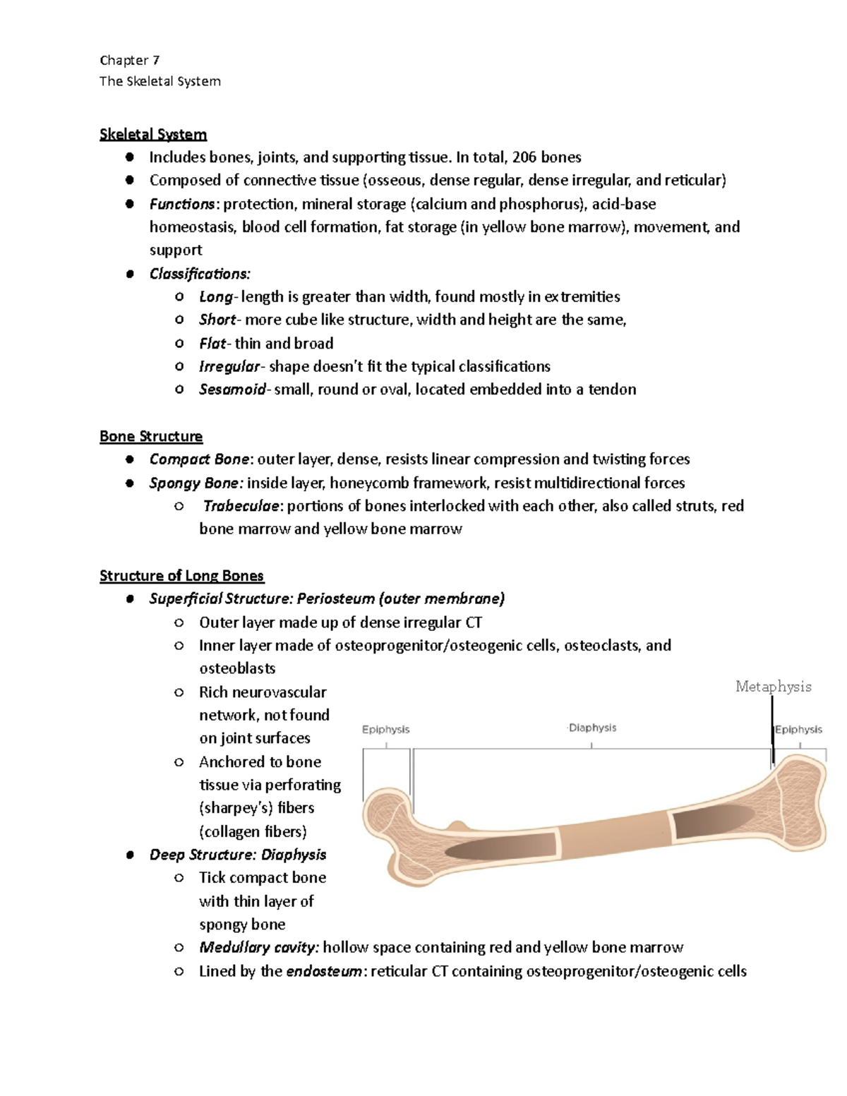 Anatomy and Physiology 101 Chapter 7 Lecture Notes Fall 22 - The ...