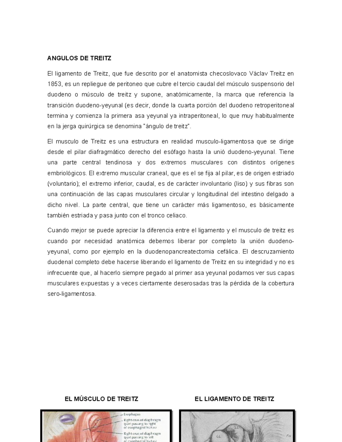 Páncreas, Angulo DE Treitz - ANGULOS DE TREITZ El ligamento de Treitz ...