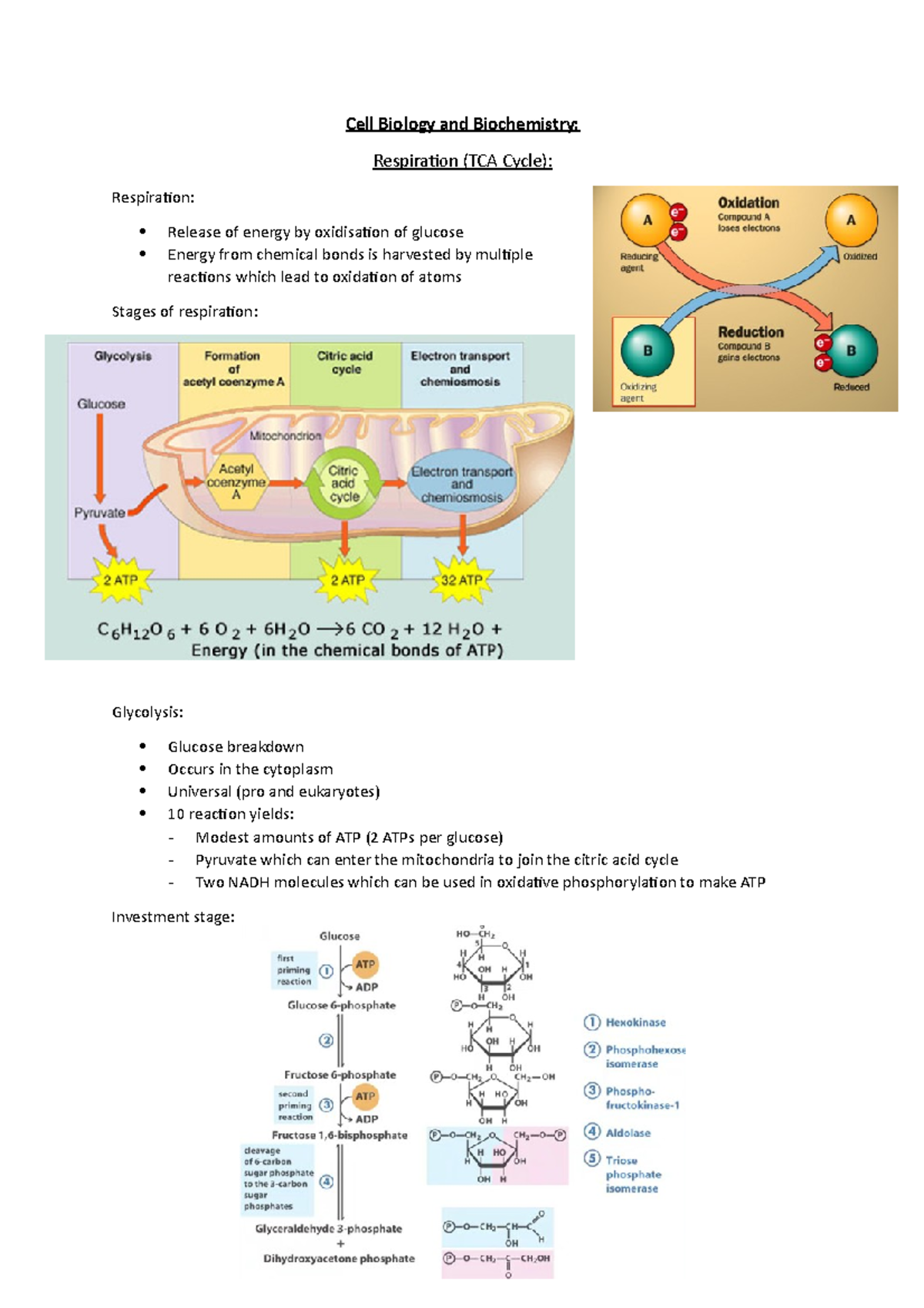 Lecture 21 - Respiration (TCA Cycle) - Cell Biology and Biochemistry ...