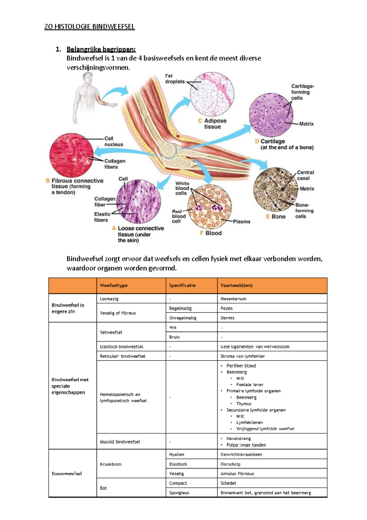 Histologie bindweefsel ZO - Belangrijke begrippen: Bindweefsel is 1 van ...