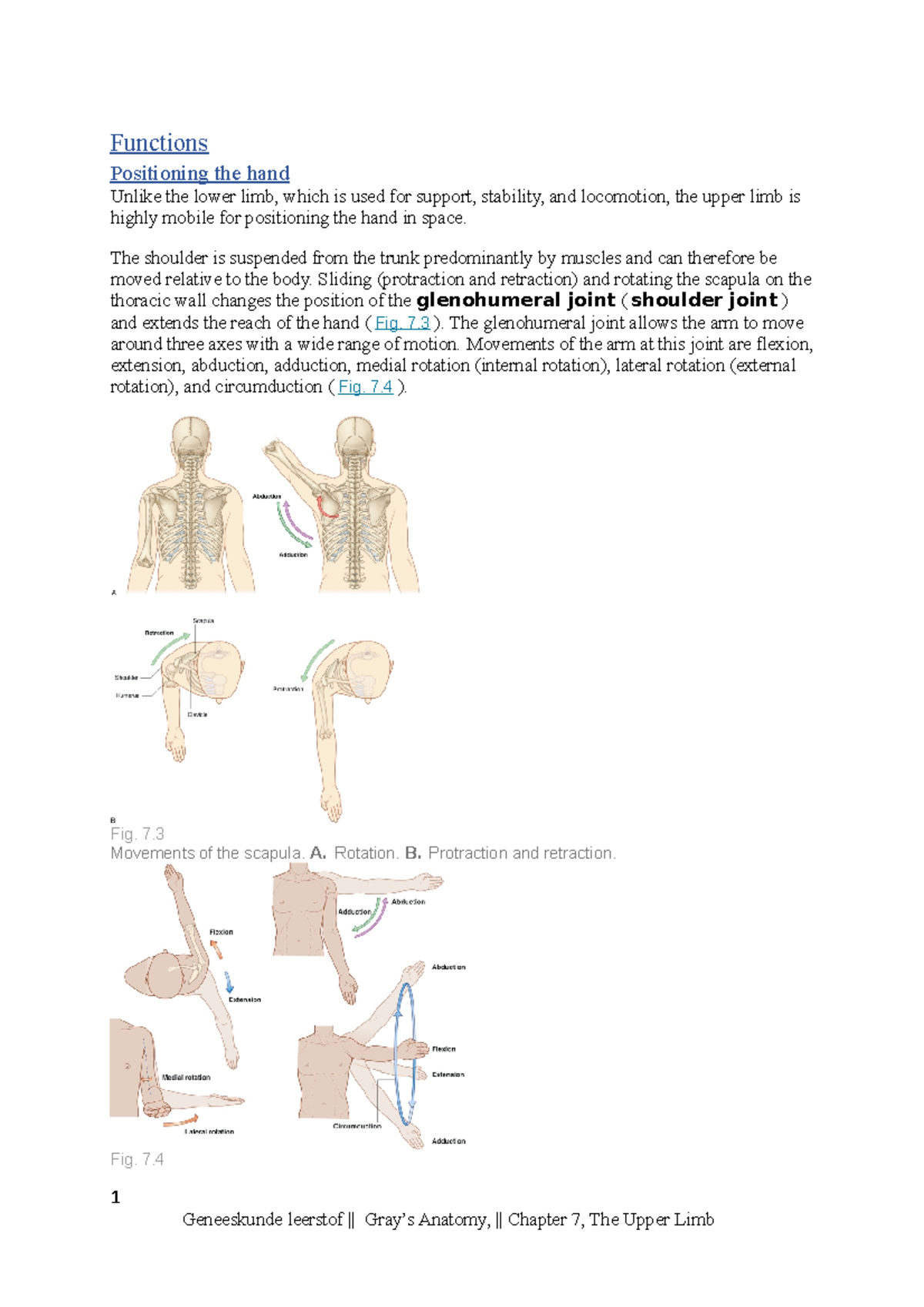 Geneeskunde leerstof, Gray's Anatomy, Chapter 7, The Upper Limb ...