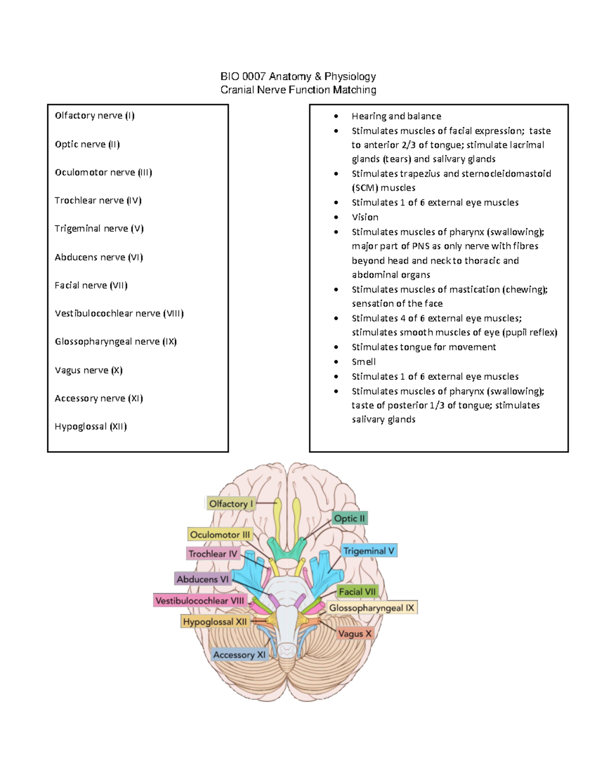 Cranial nerve matching - BIO 0007 Anatomy & PhysiologyCranial Nerve ...