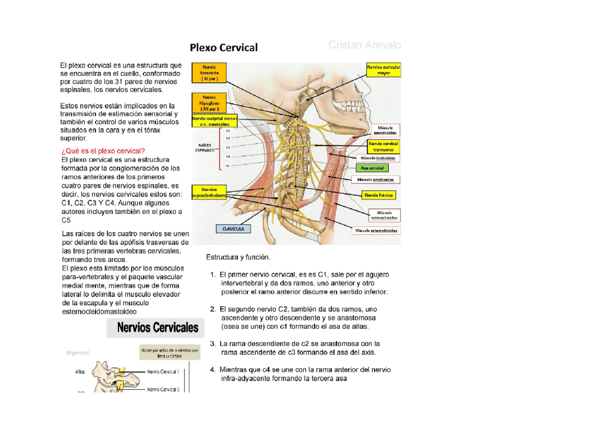 Anatomia Plexos - mmmmm - Studocu