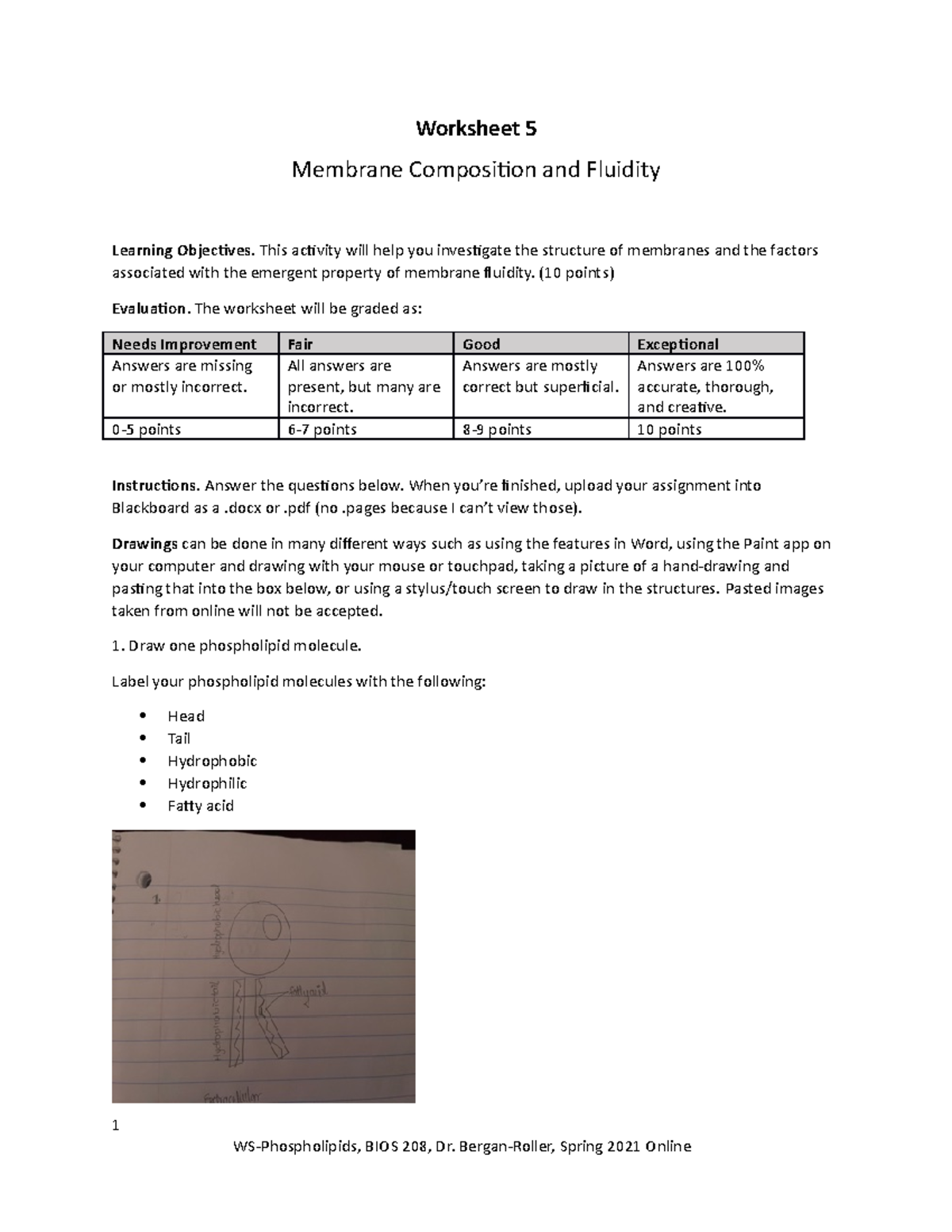 Worksheet 5-Membrane Fluidity - Worksheet 5 Membrane Composition and ...