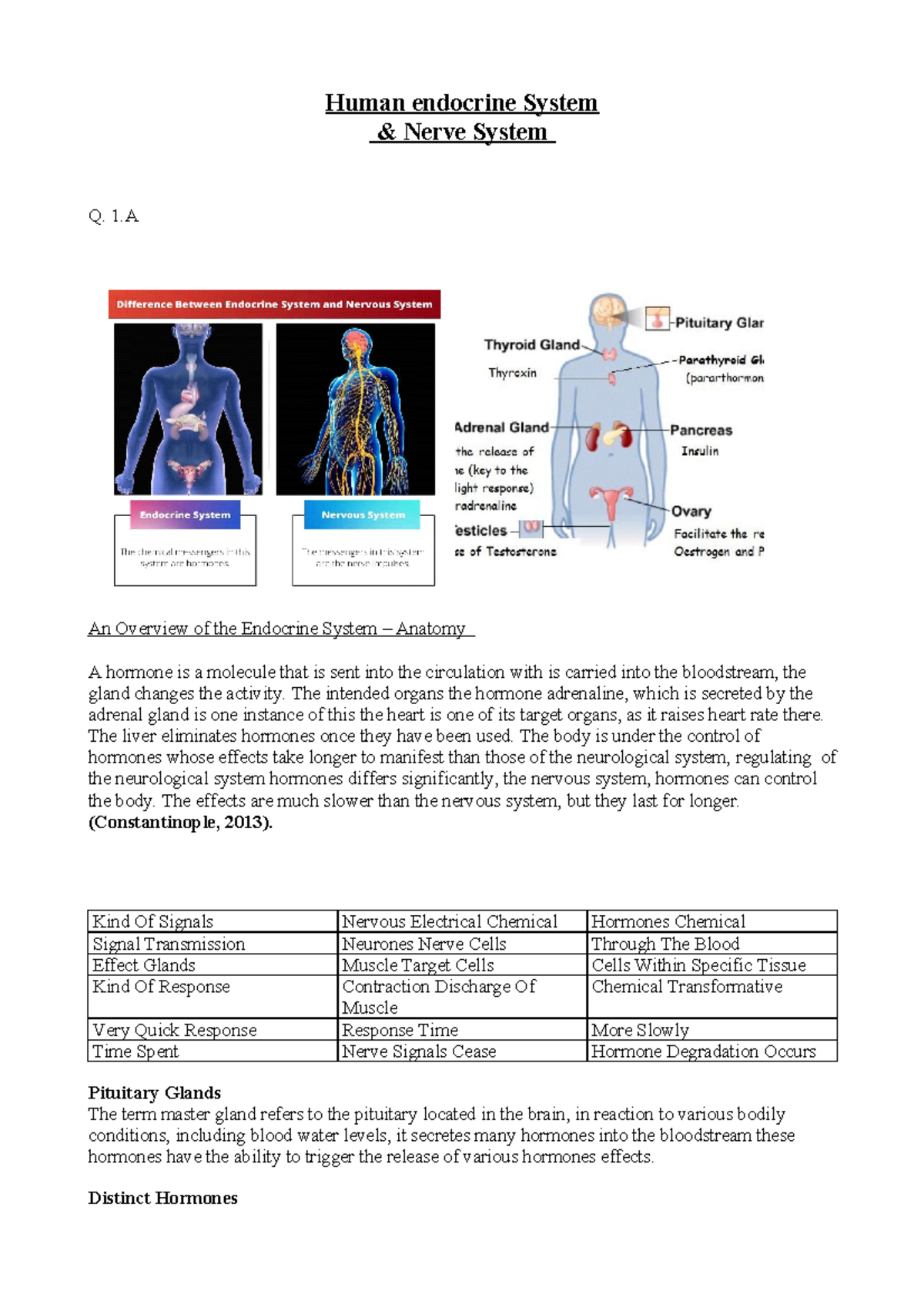 The Endocrine System & Nervous System - Human endocrine System & Nerve ...