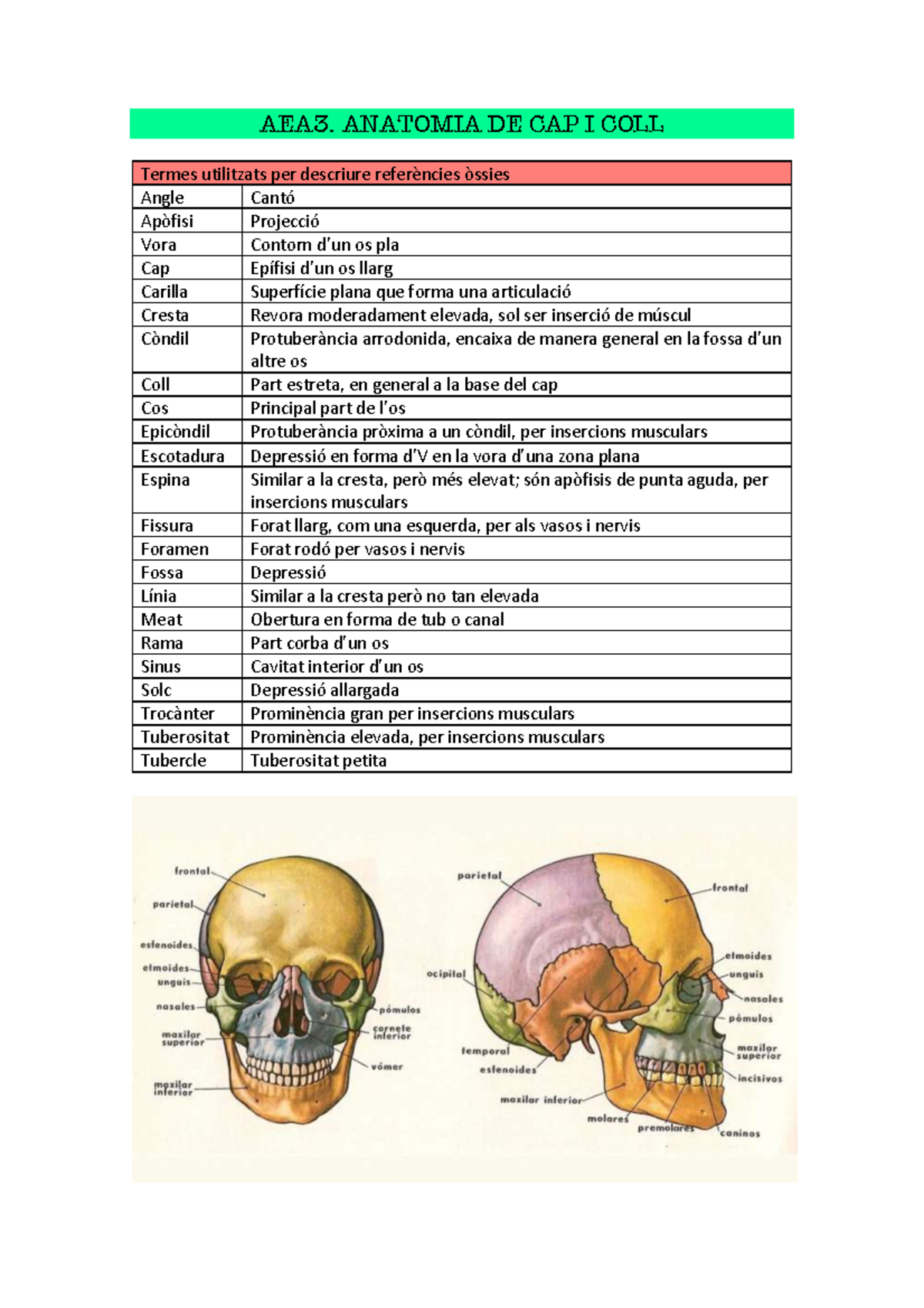 Osteologia - Sobre la osteología de la cara y cuello - AEA3. ANATOMIA ...