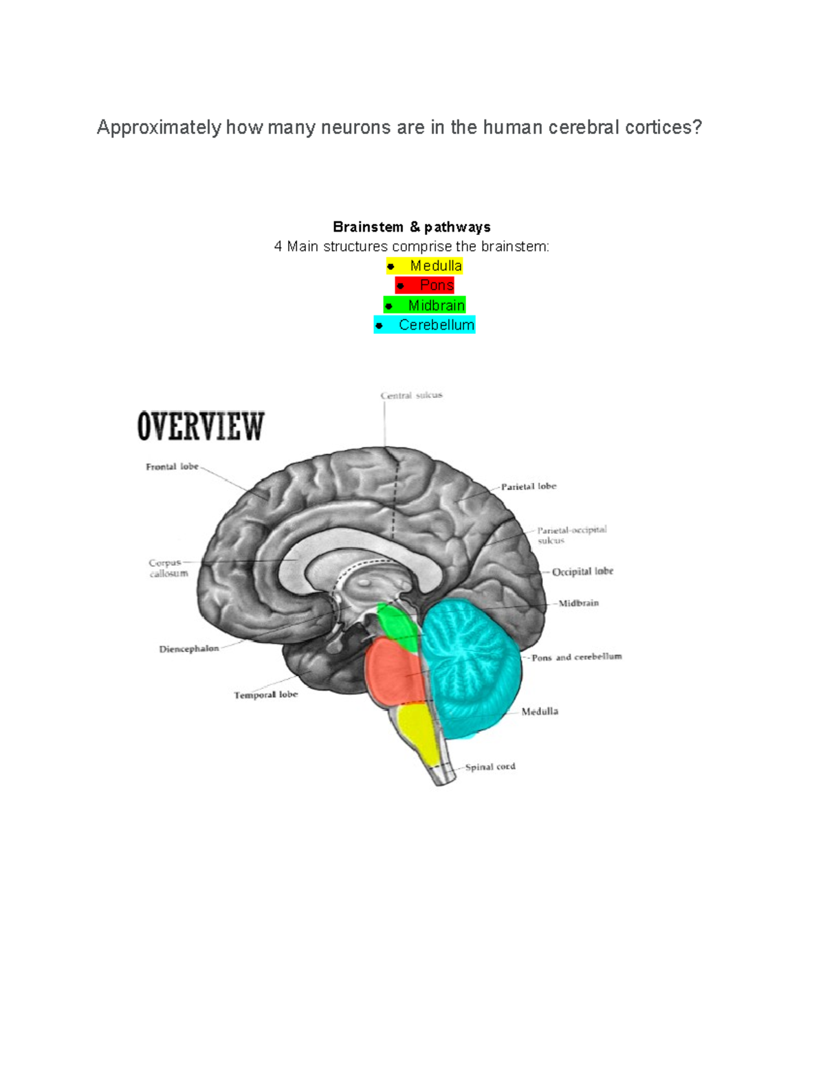 (3) Brainstem Pathways & Tract Systems - Approximately how many neurons ...