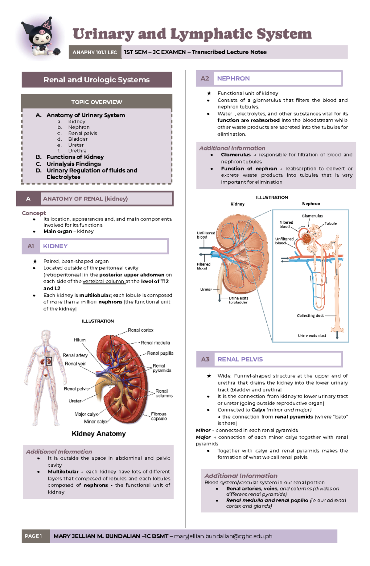 Urinary and Lymphatic system - TOPIC OVERVIEW A. Anatomy of Urinary System a. Kidney b. Nephron ...