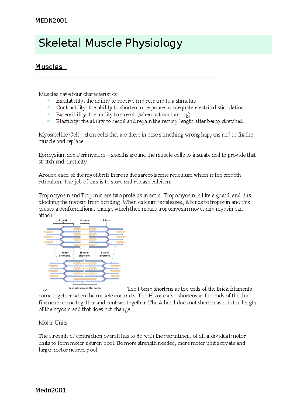 Skeletal Muscle Physiology - MEDN Muscles