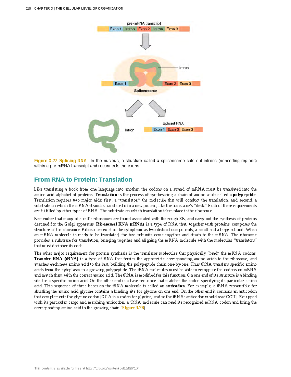 Anatomy-physiology-40 - Figure 3 Splicing DNA In the nucleus, a ...