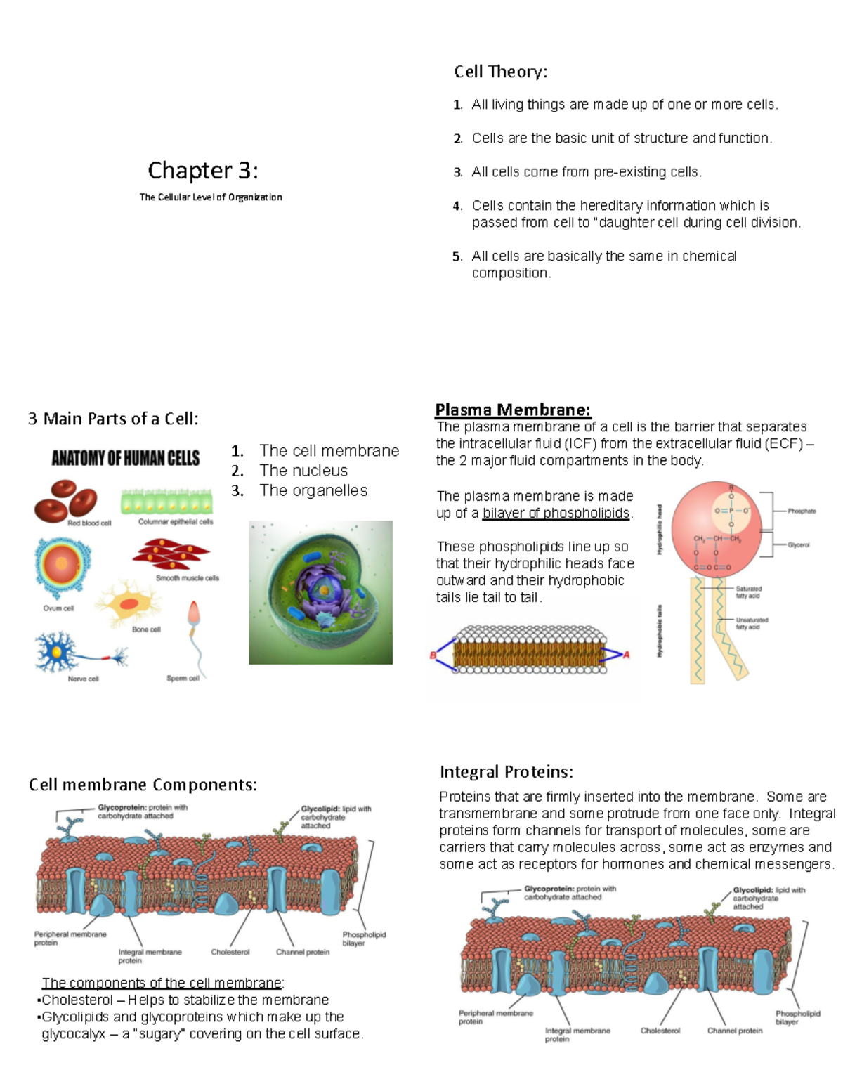 UTF-8''Chapter%203%20pp%20presentation%282%29%281%29 - Chapter 3: The ...