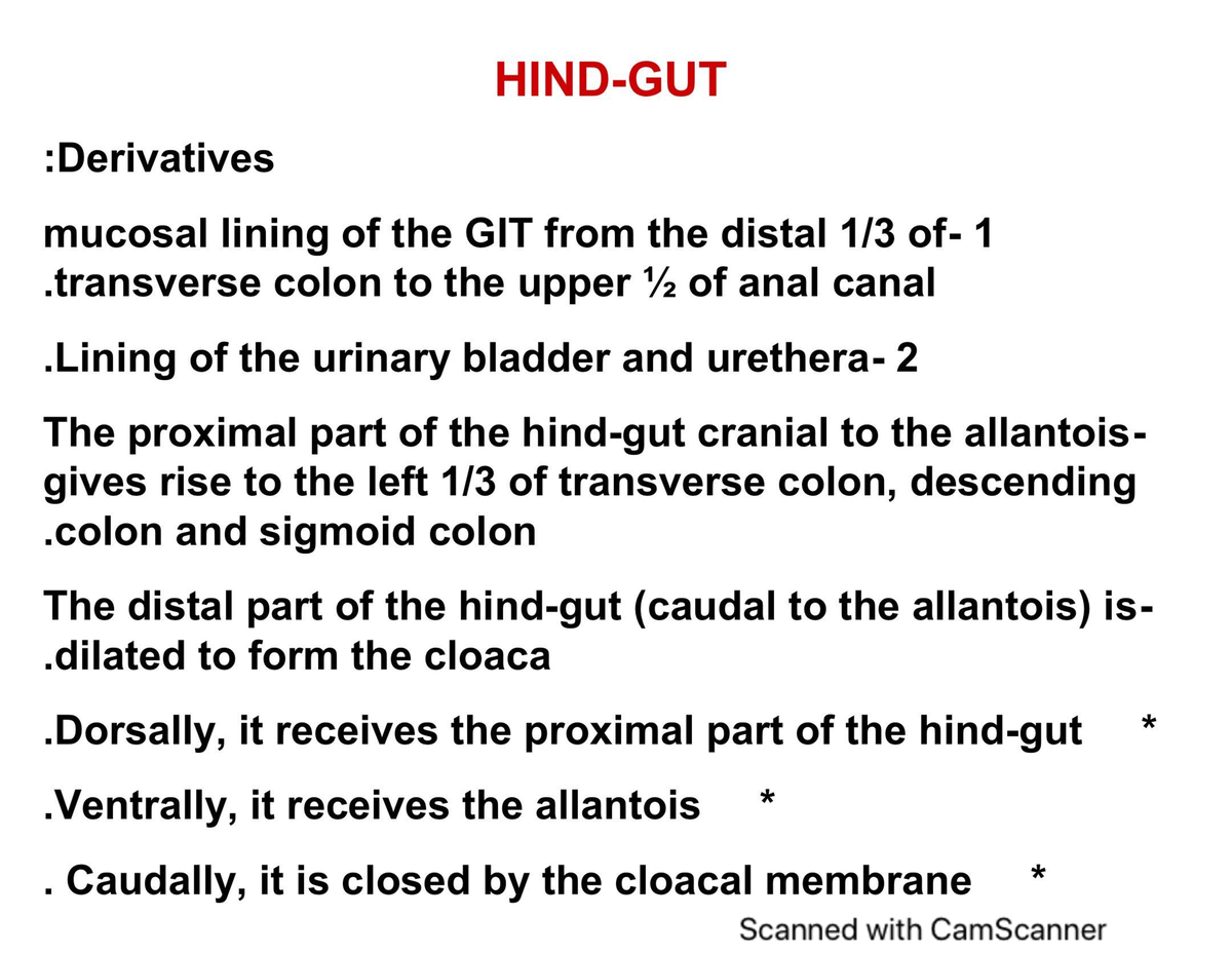 Hind-Gut - Hind-gut - Anatomy 2 - Studocu