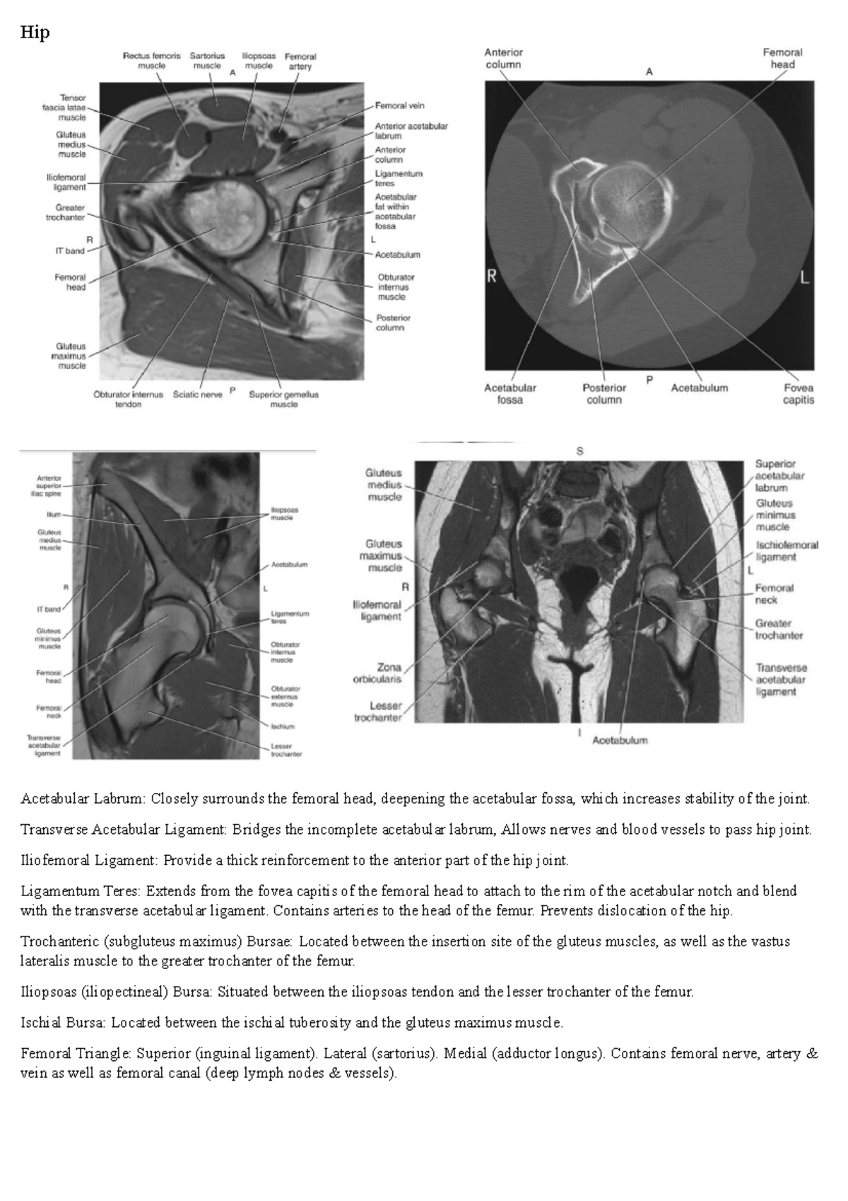 Test 2 Notes - Hip Acetabular Labrum: Closely surrounds the femoral ...