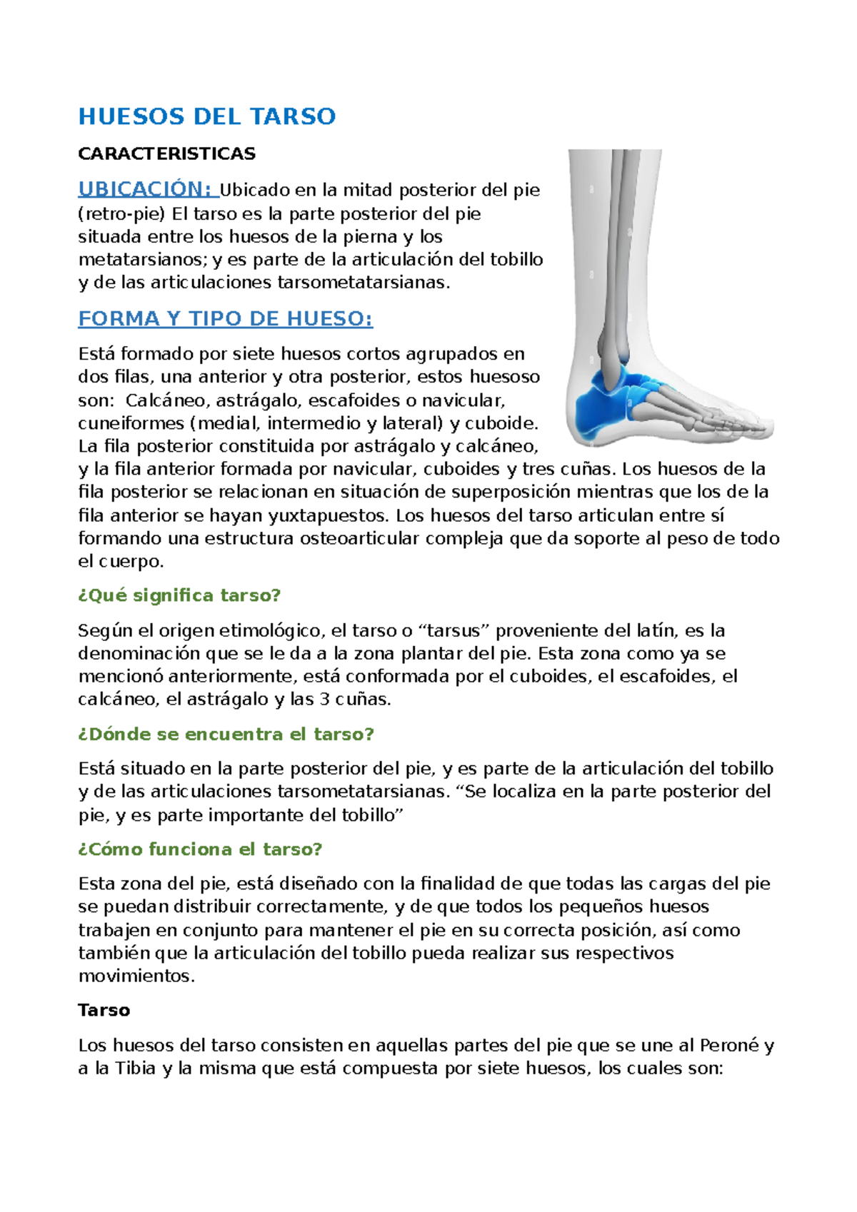 IMPR - MORFO - HUESOS DEL TARSO CARACTERISTICAS UBICACIÓN: Ubicado en la mitad posterior del pie ...