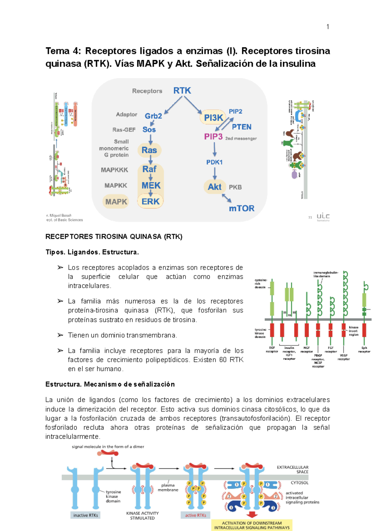 Tema 4-3 - Receptores ligados a enzimas (I). Receptores tirosina quinasa (RTK). Vías MAPK - Tema ...
