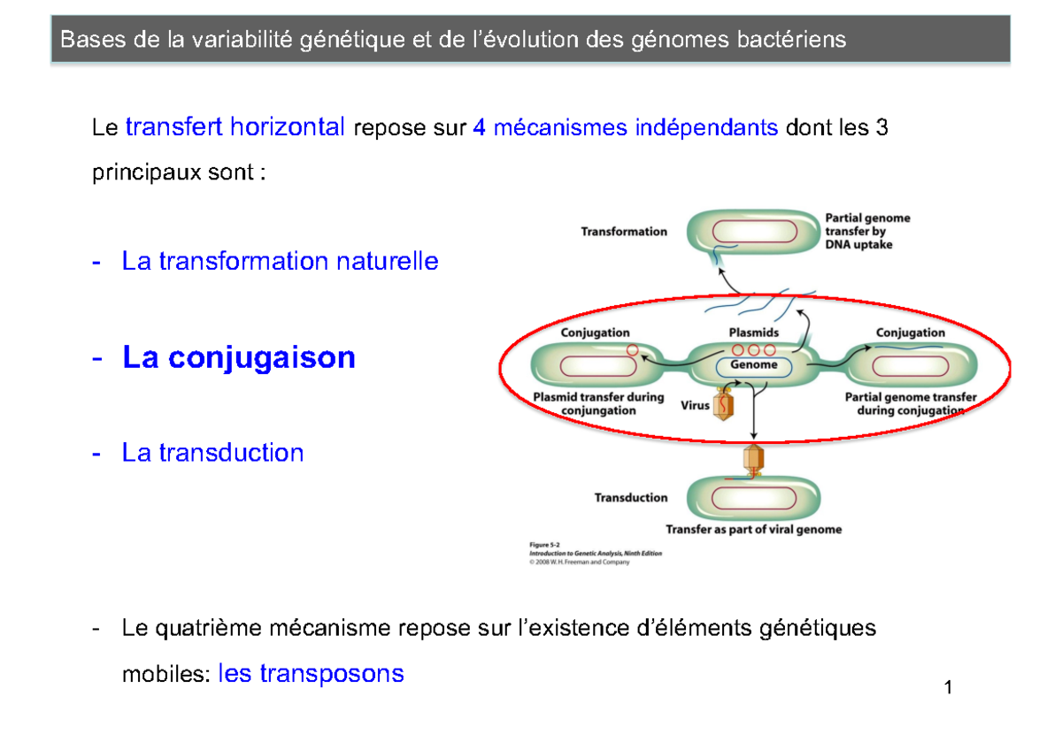 Echanges génétiques chez les bactéries partie 2 - 1 Le transfert ...